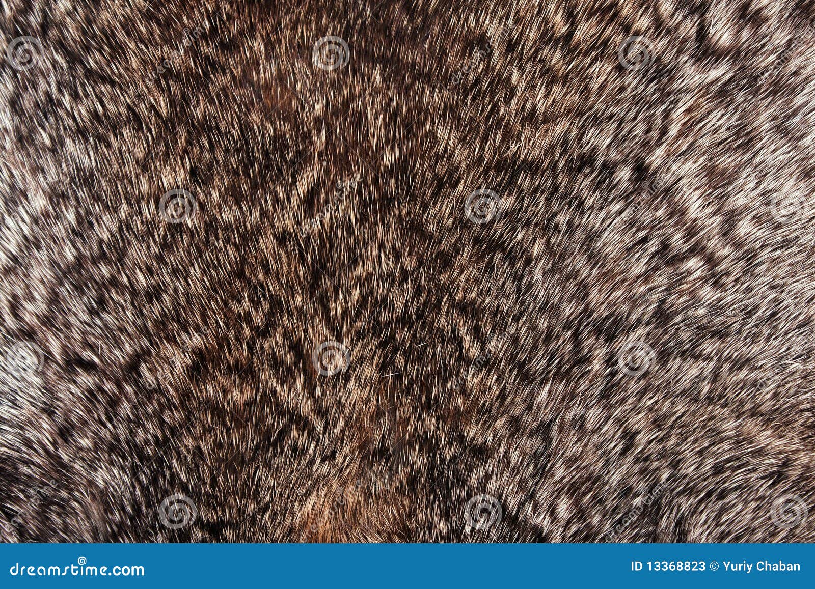 Rabbit fur texture stock image. Image of wild, striped - 13368823