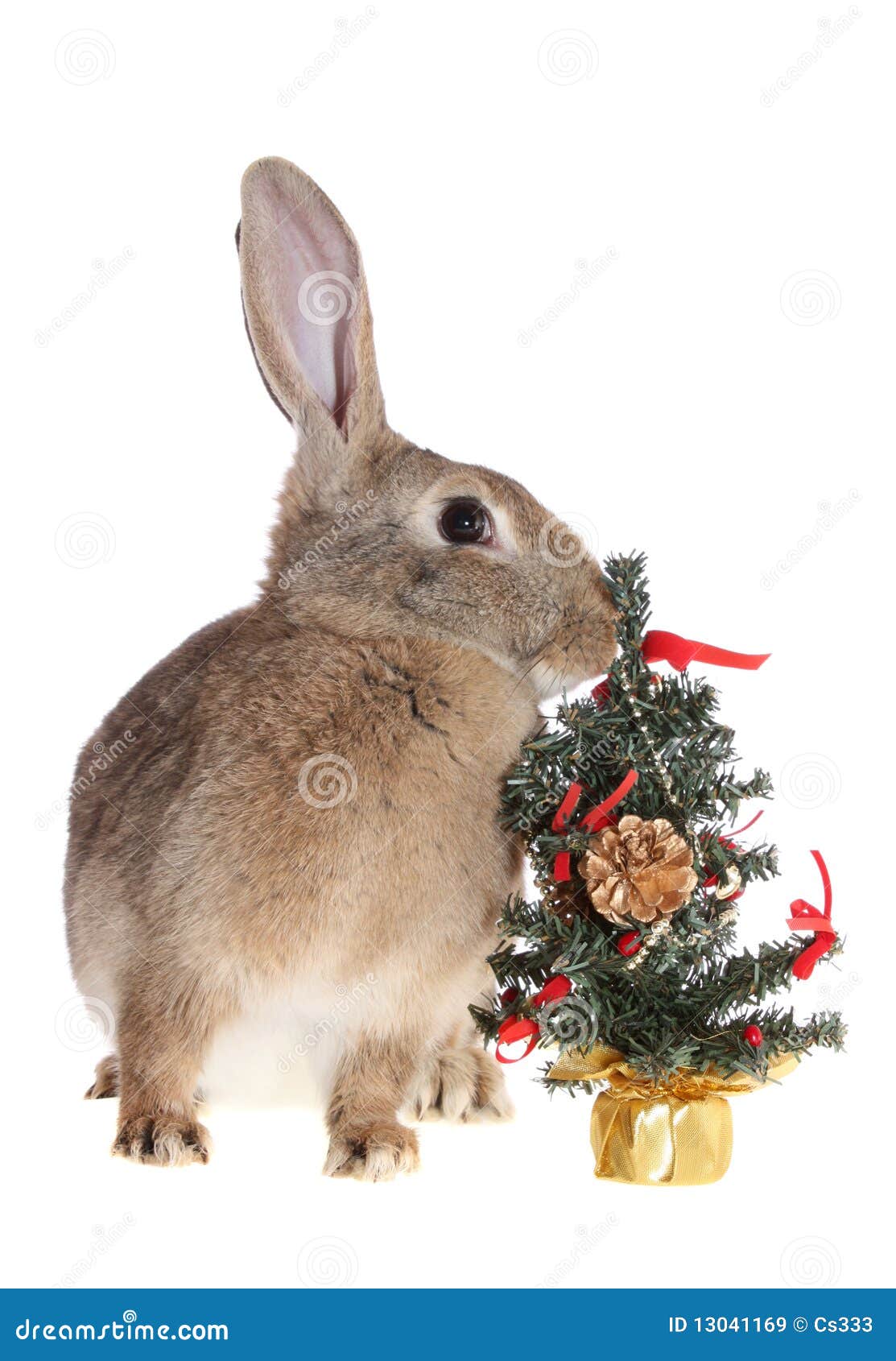 Rabbit with a fur-tree stock image. Image of pupil, white - 13041169