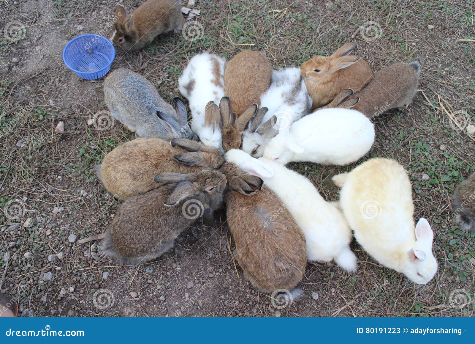 Rabbit gangs stock image. Image of thailand, travel, trip - 80191223