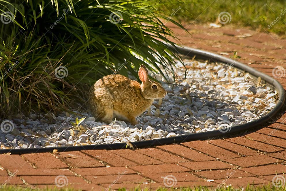 Rabbit in Garden stock image. Image of green, backyard - 14361123