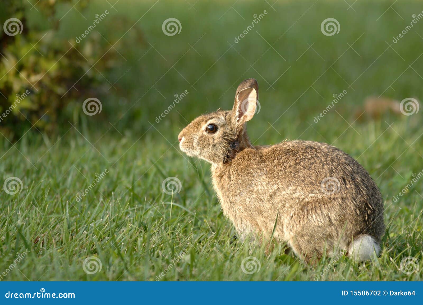 Rabbit in the garden stock photo. Image of pest, outdoors - 15506702
