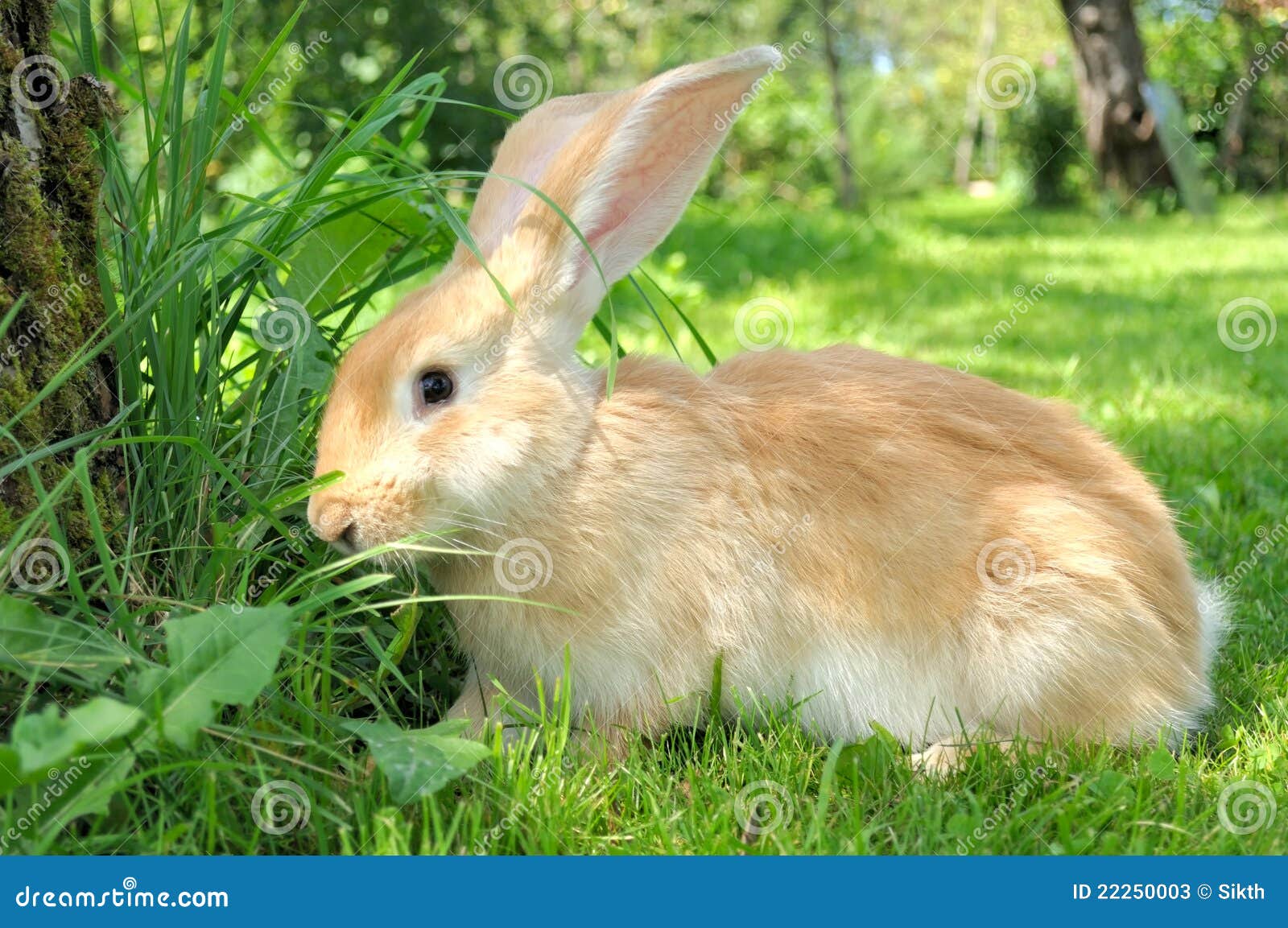 Rabbit in the Garden stock image. Image of domestic, baby - 22250003