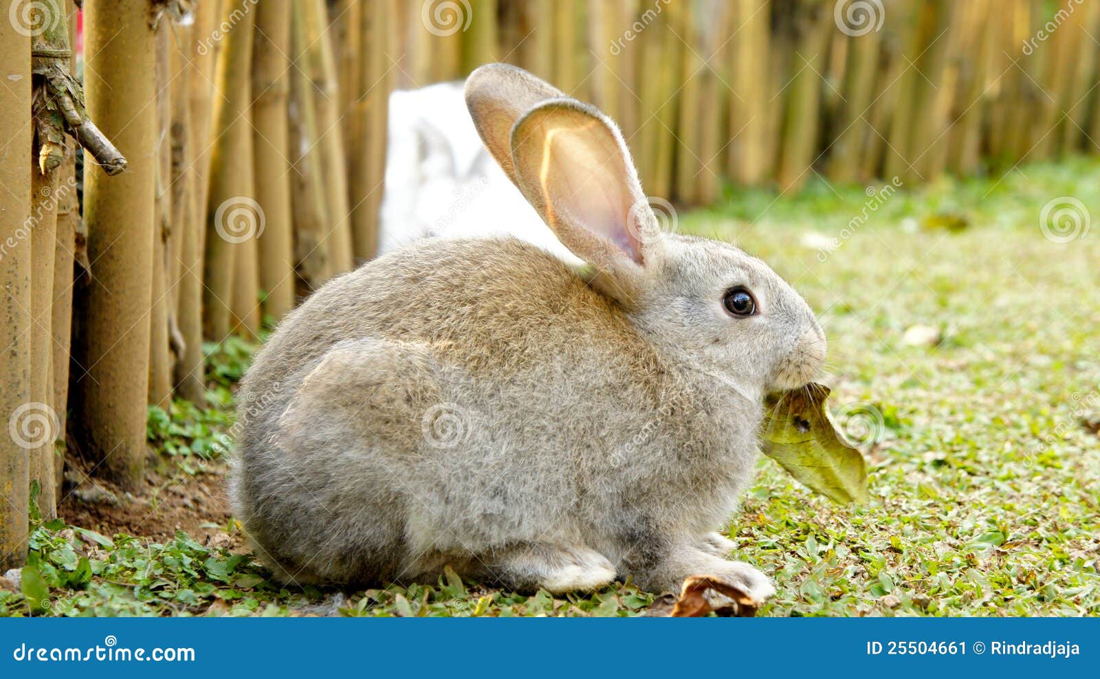 Rabbit in a garden stock image. Image of holiday, puncak - 25504661