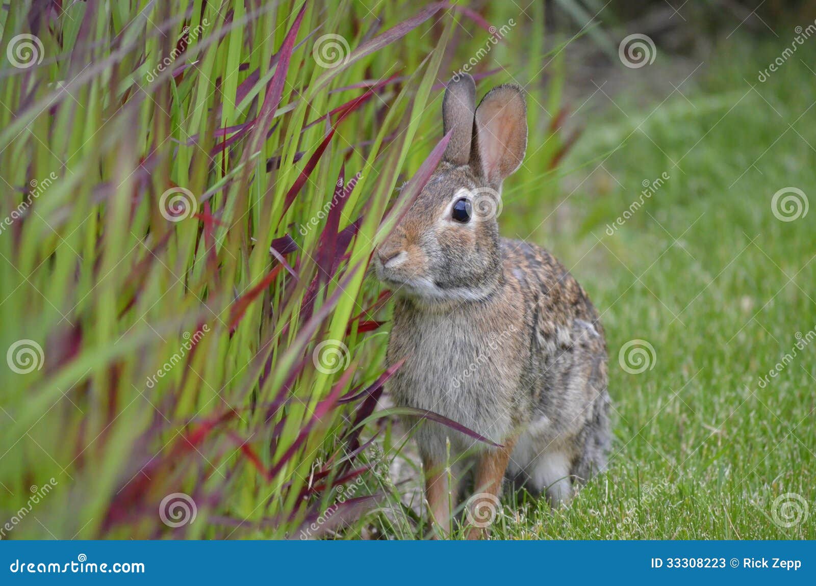 Rabbit in the garden stock image. Image of hungry, investigating - 33308223