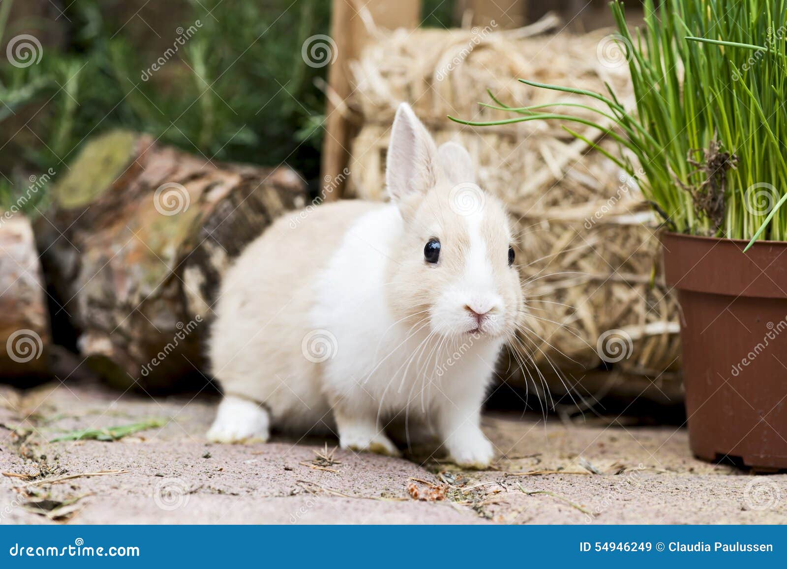 Rabbit in the garden stock image. Image of vegetarian - 54946249