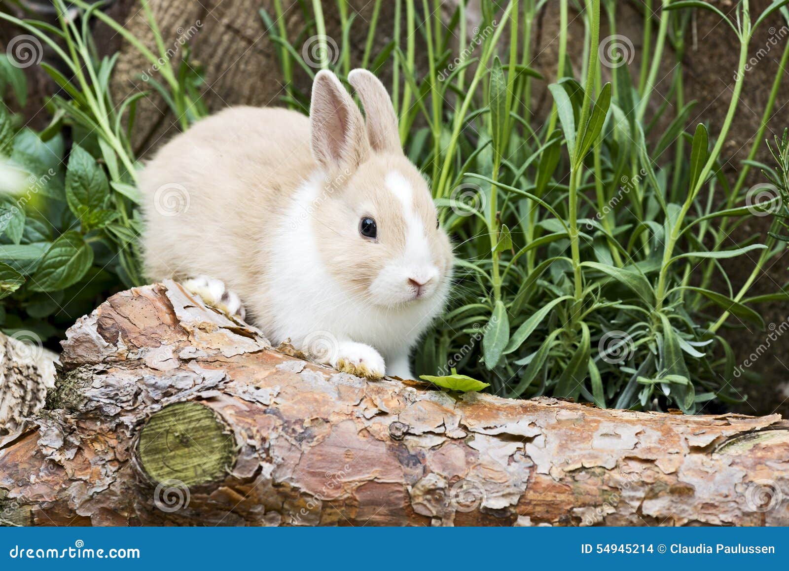 Rabbit in the garden stock photo. Image of trunk, species - 54945214