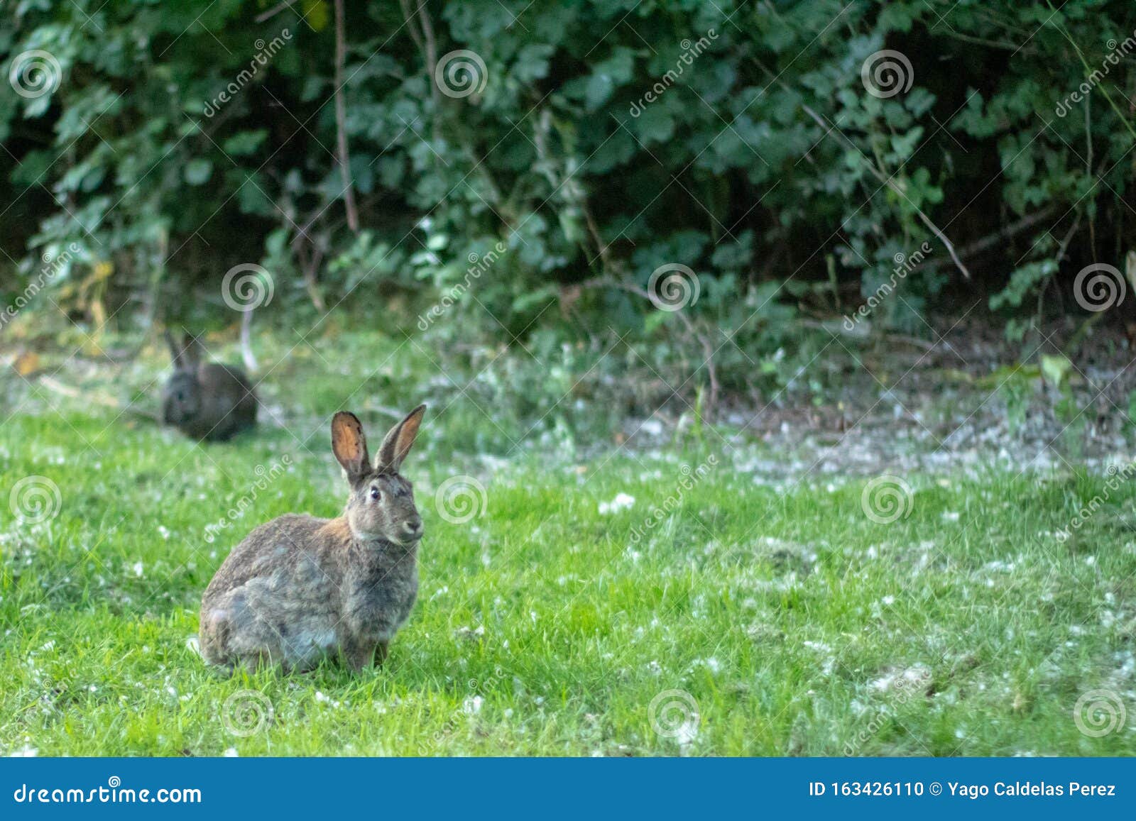 A rabbit in the garden stock photo. Image of bunnie - 163426110