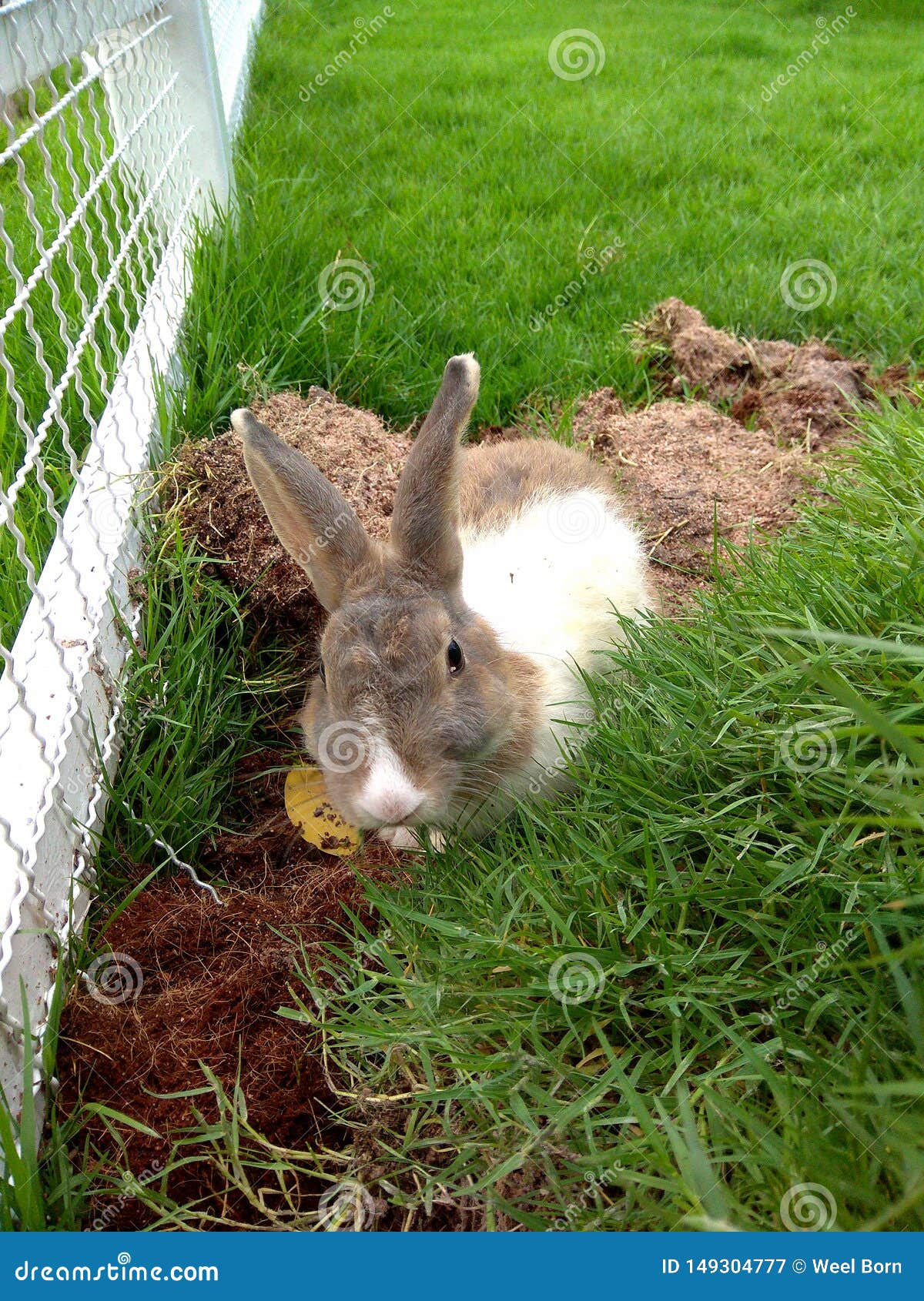 Rabbit in garden stock image. Image of cute, cottontail - 149304777