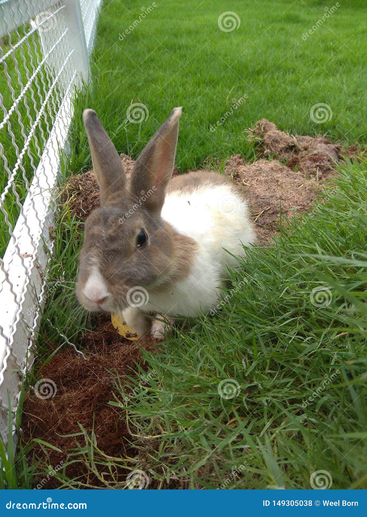 Rabbit in garden stock photo. Image of adorable, field - 149305038