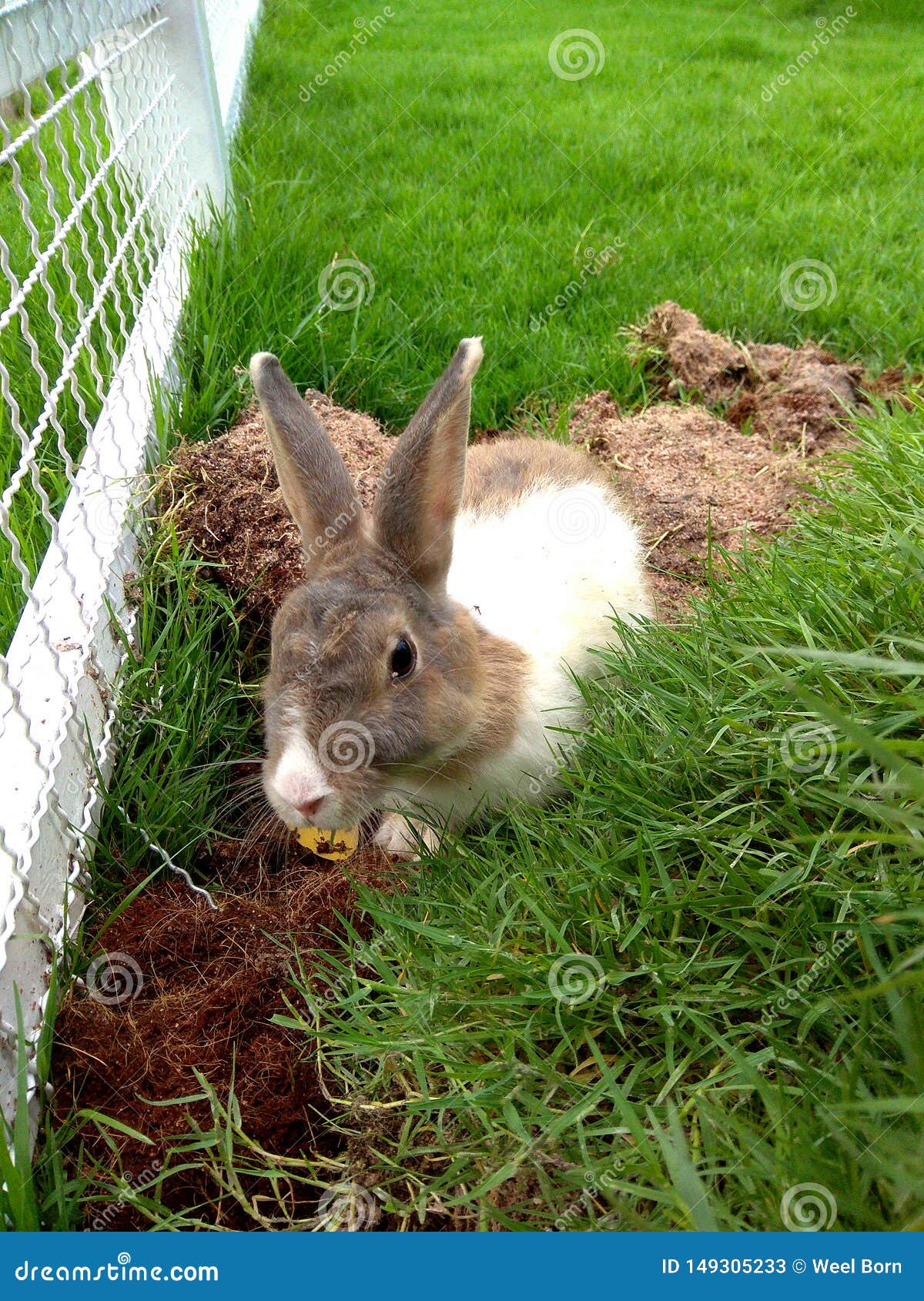 Rabbit in garden stock image. Image of animal, eating - 149305233
