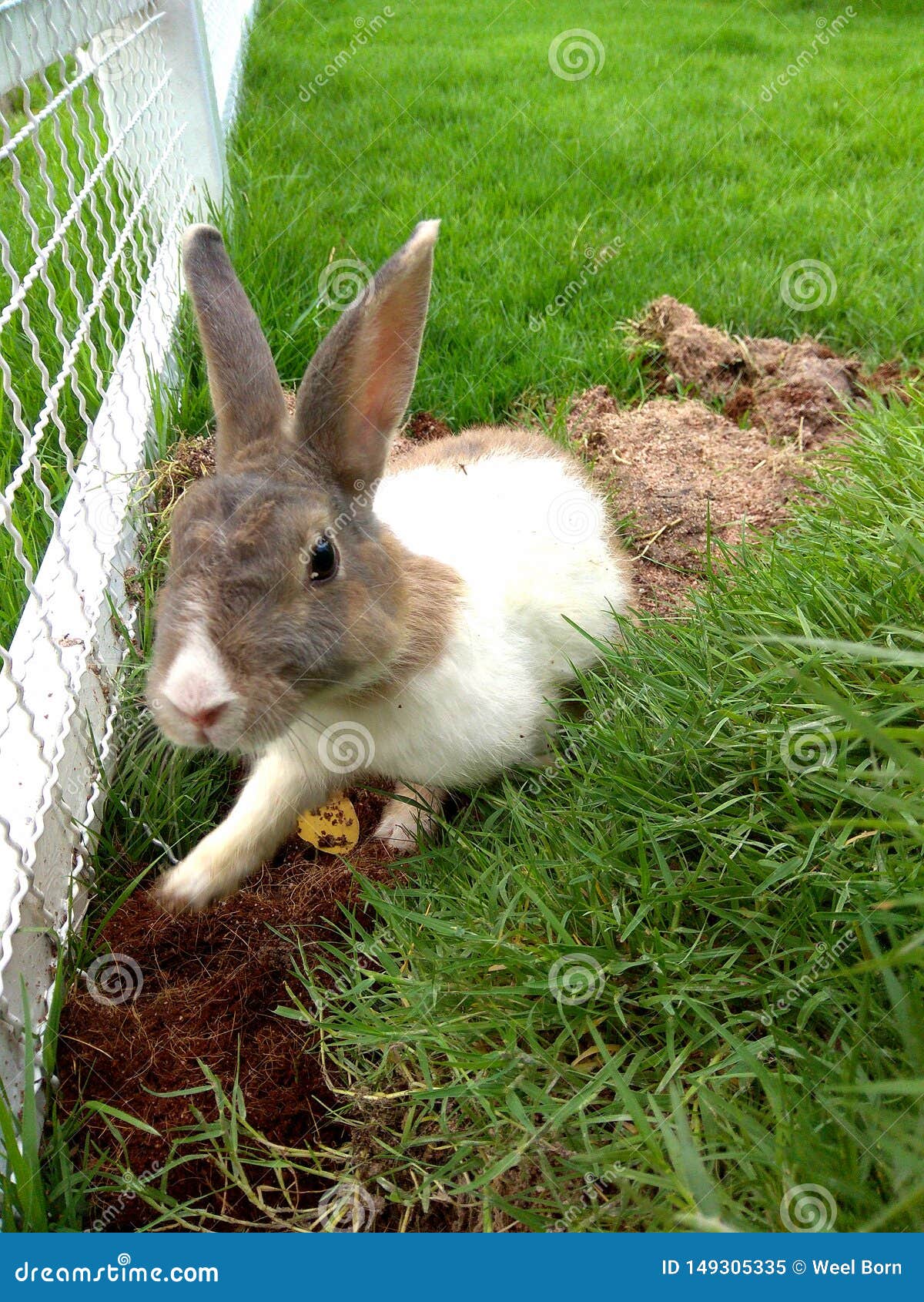 Rabbit in garden stock image. Image of adorable, colorful - 149305335