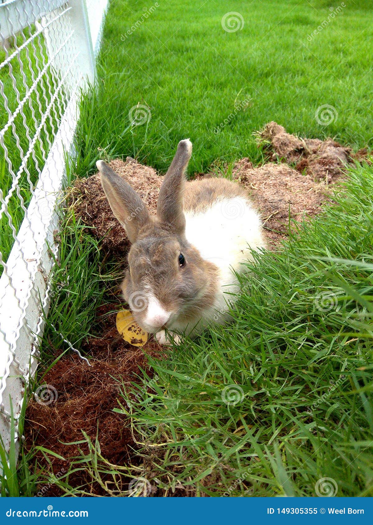 Rabbit in garden stock image. Image of ears, cute, bunny - 149305355