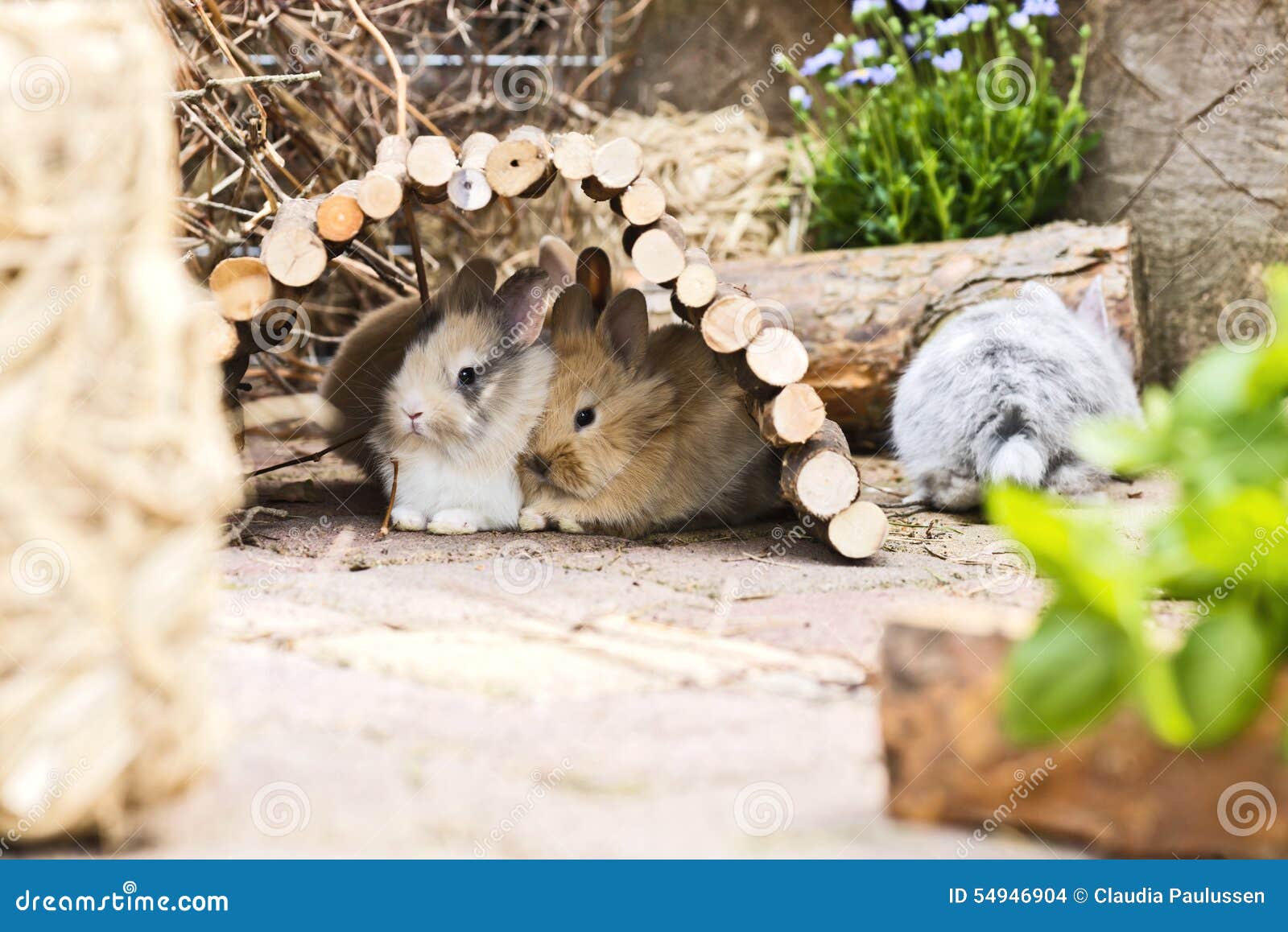 Rabbit in the garden stock photo. Image of enclosure - 54946904
