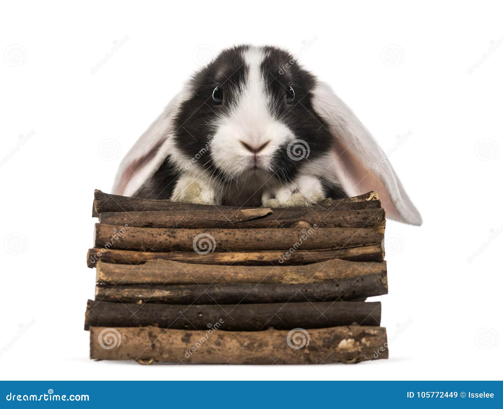 Rabbit Getting Out of a Wooden Box Stock Image - Image of domestic ...