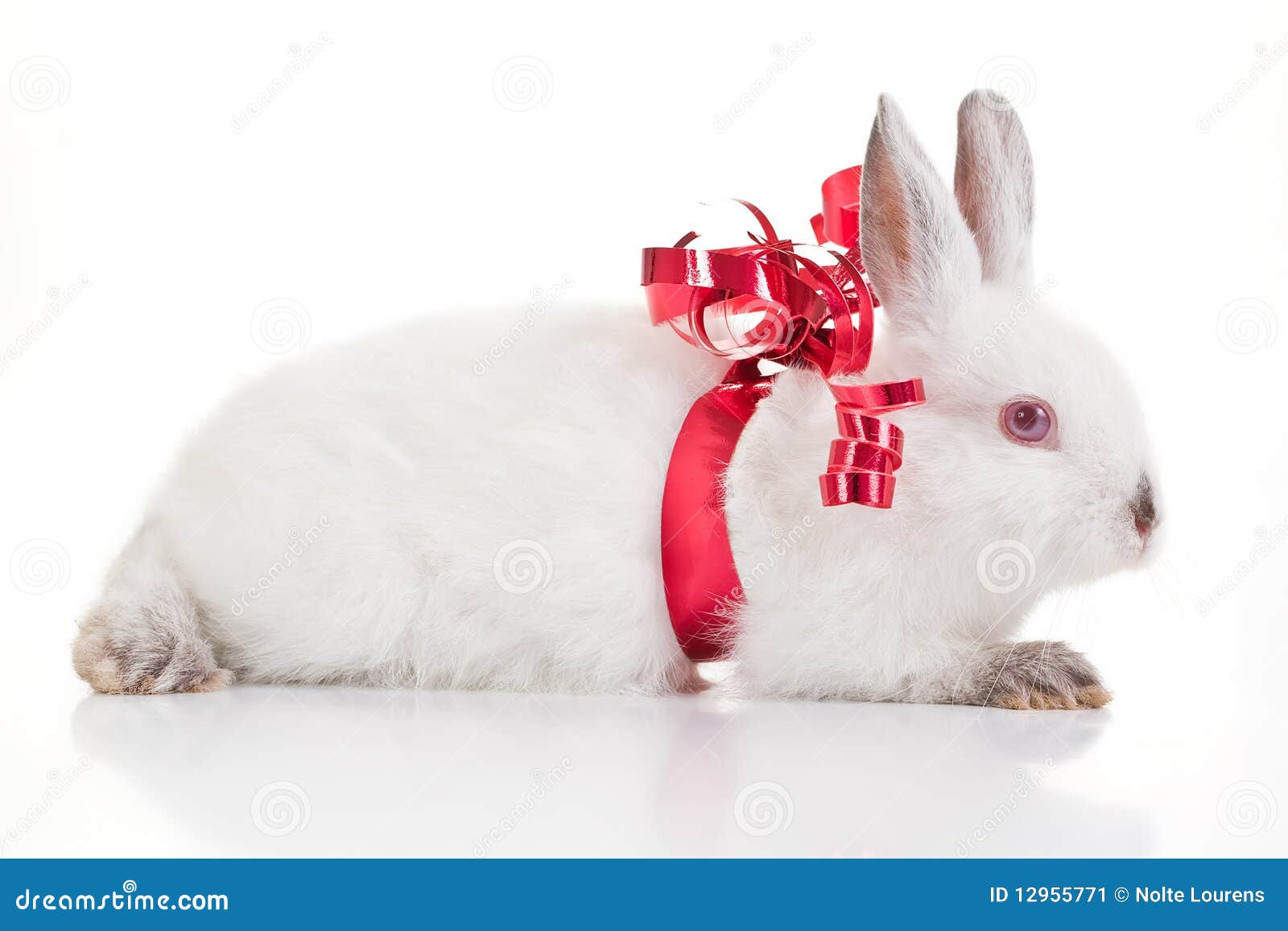 Rabbit Gift stock image. Image of hare, decoration, domesticated - 12955771