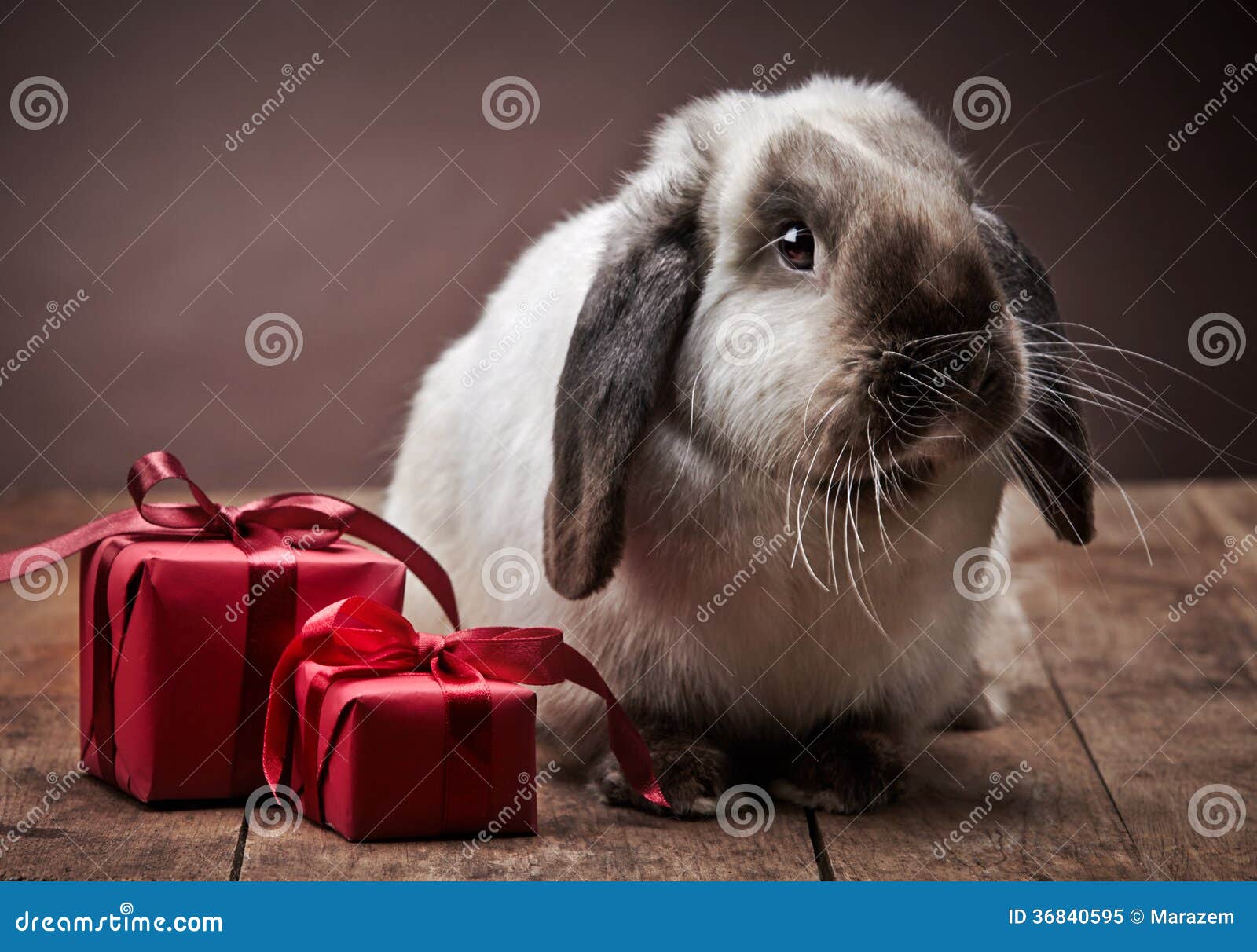 Rabbit and gift boxes stock image. Image of love, looking - 36840595