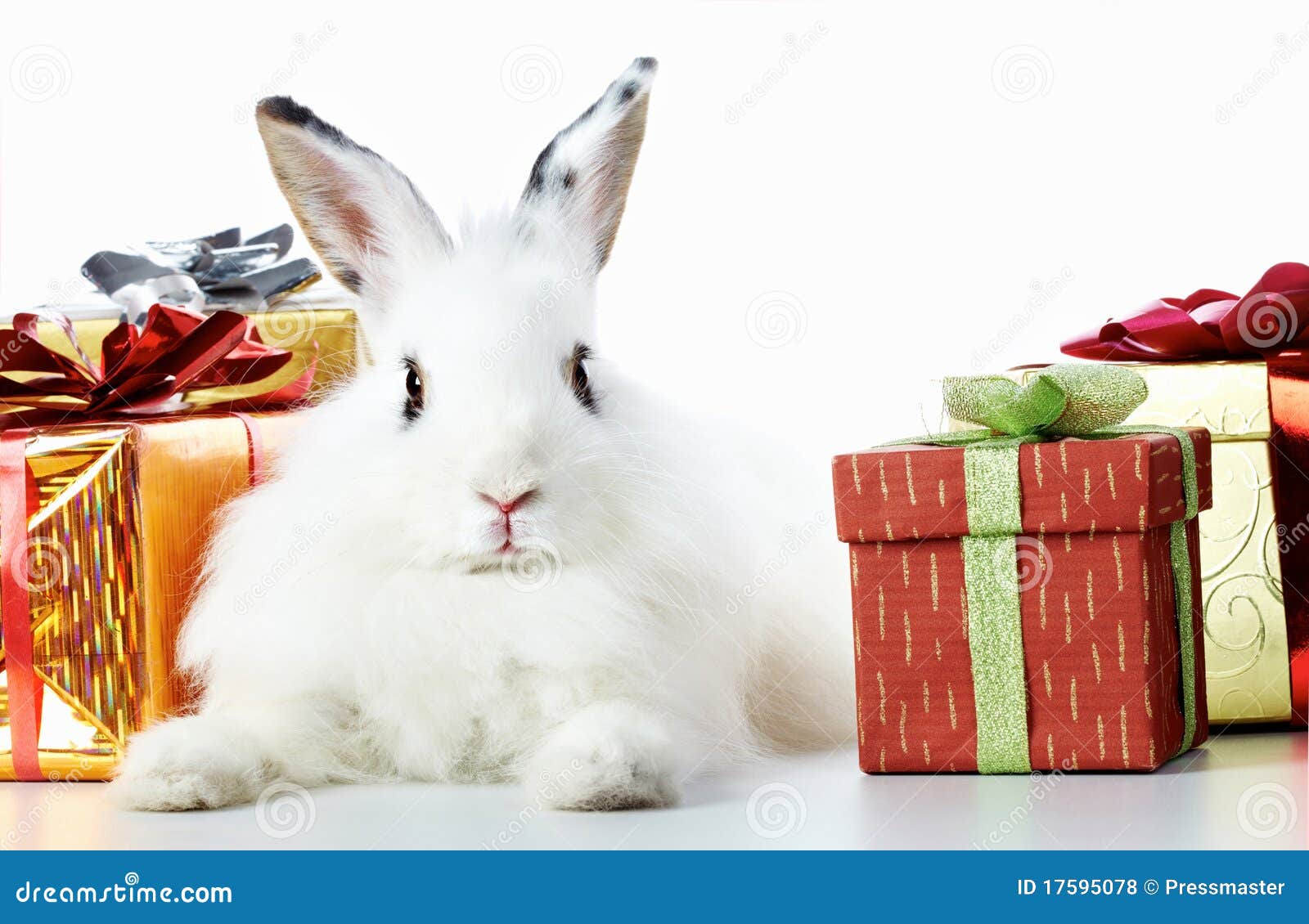 Rabbit and gifts stock photo. Image of lepus, furry, cottontail - 17595078