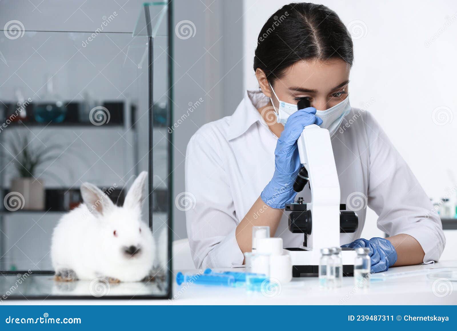 Rabbit in Glass Box on Table and Scientist Working with Microscope at ...