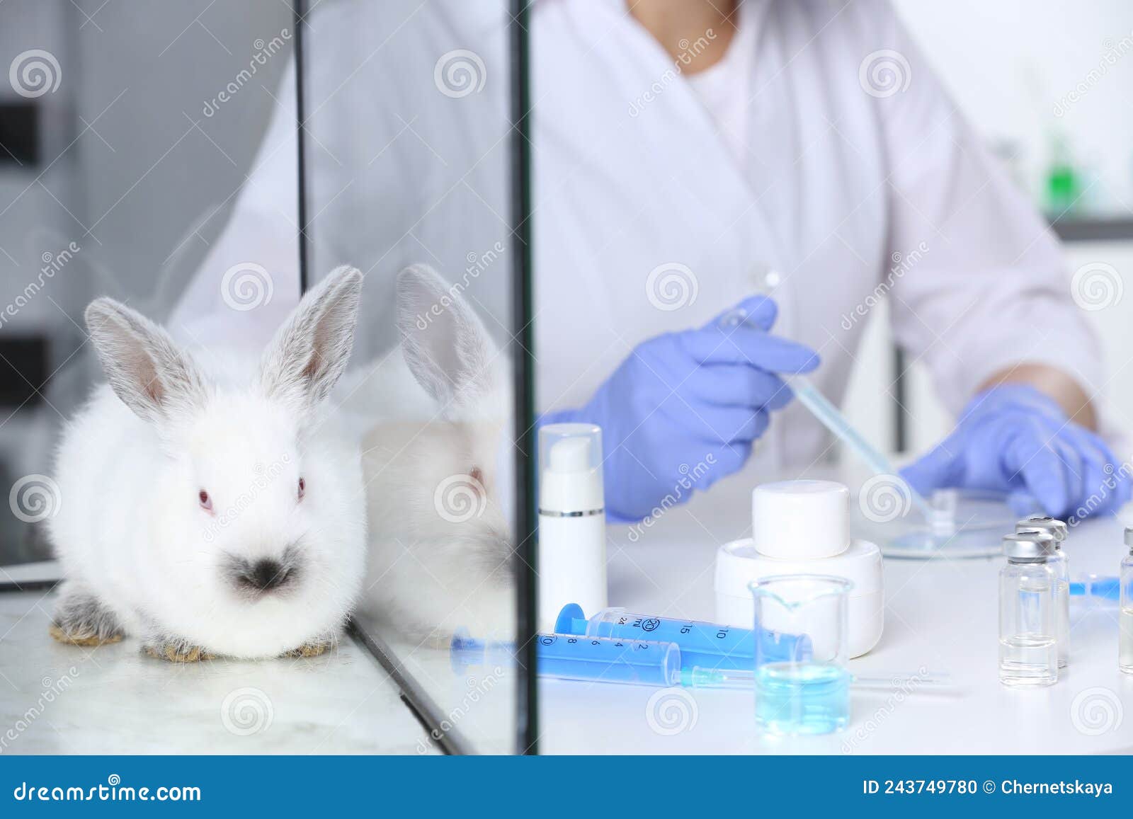 Rabbit in Glass Box on Table and Scientist Working with Microscope at ...