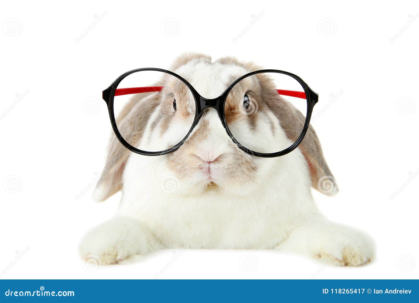 Bunny Wearing Glasses