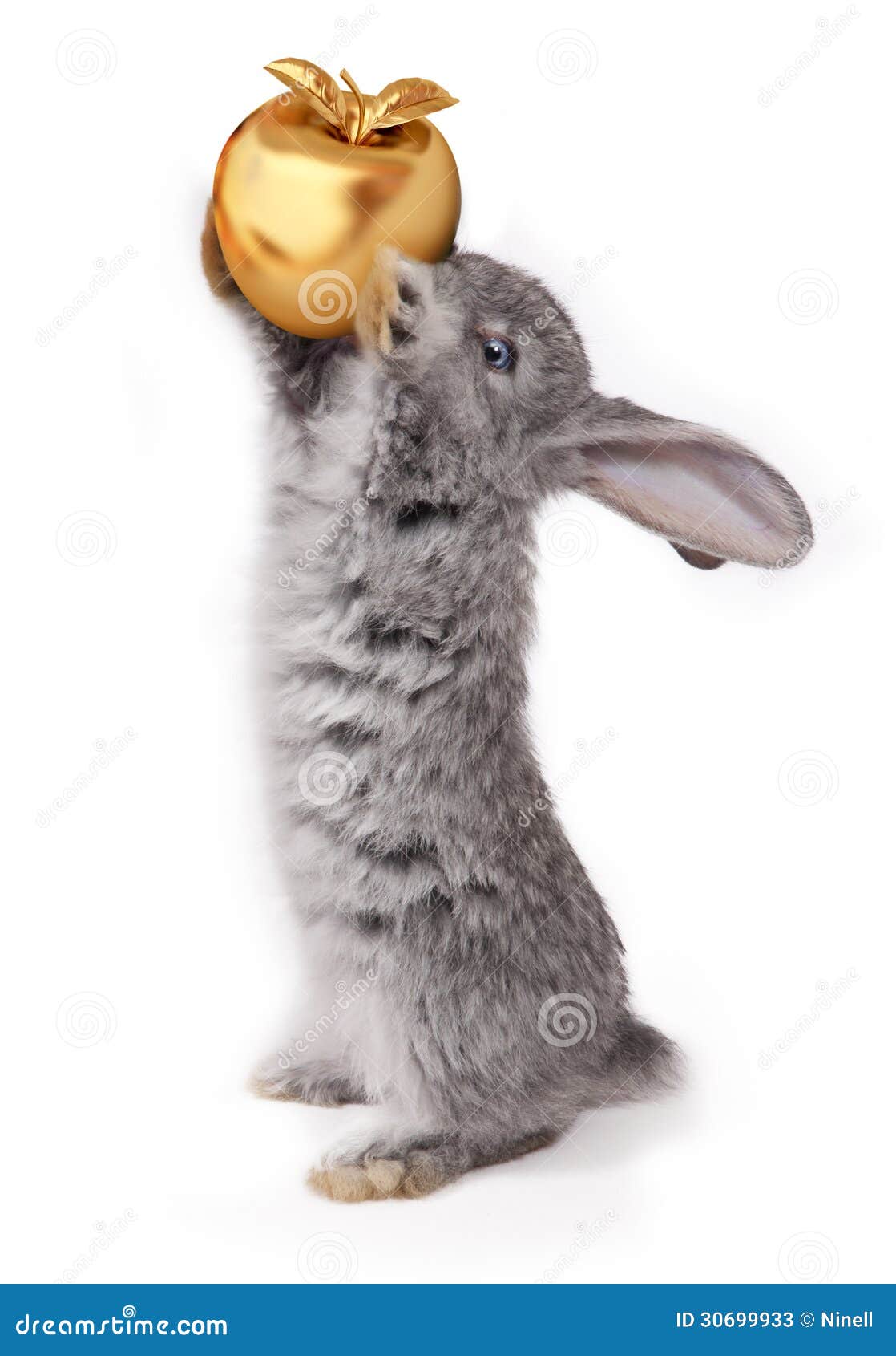 Rabbit stock image. Image of cute, farming, apple, lagomorphs - 30699933