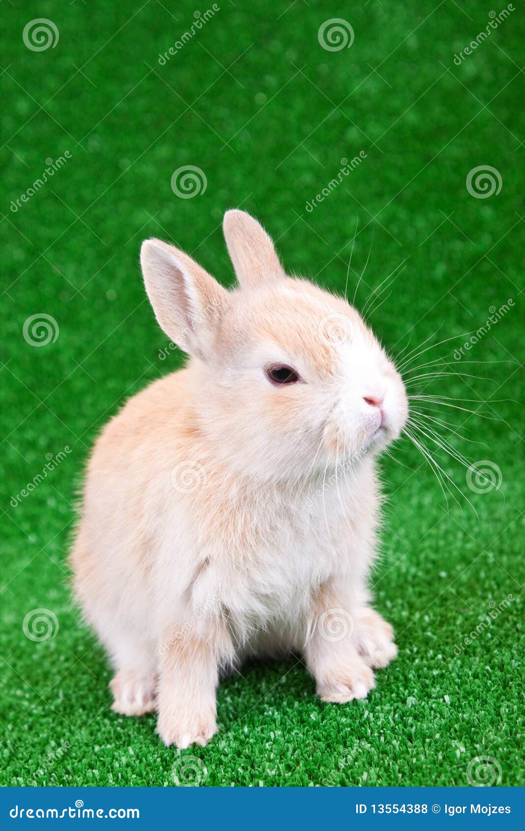 Rabbit on the grass stock photo. Image of studio, little - 13554388