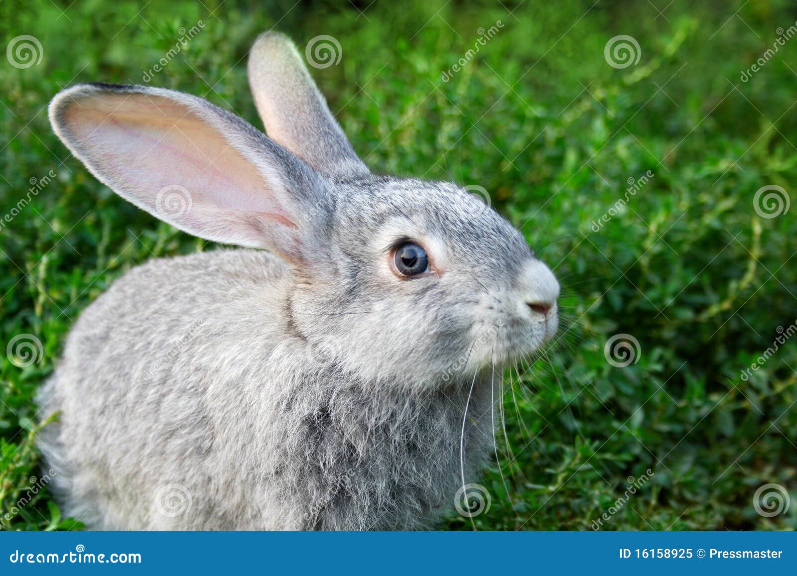 Rabbit in grass stock image. Image of color, furry, natural - 16158925