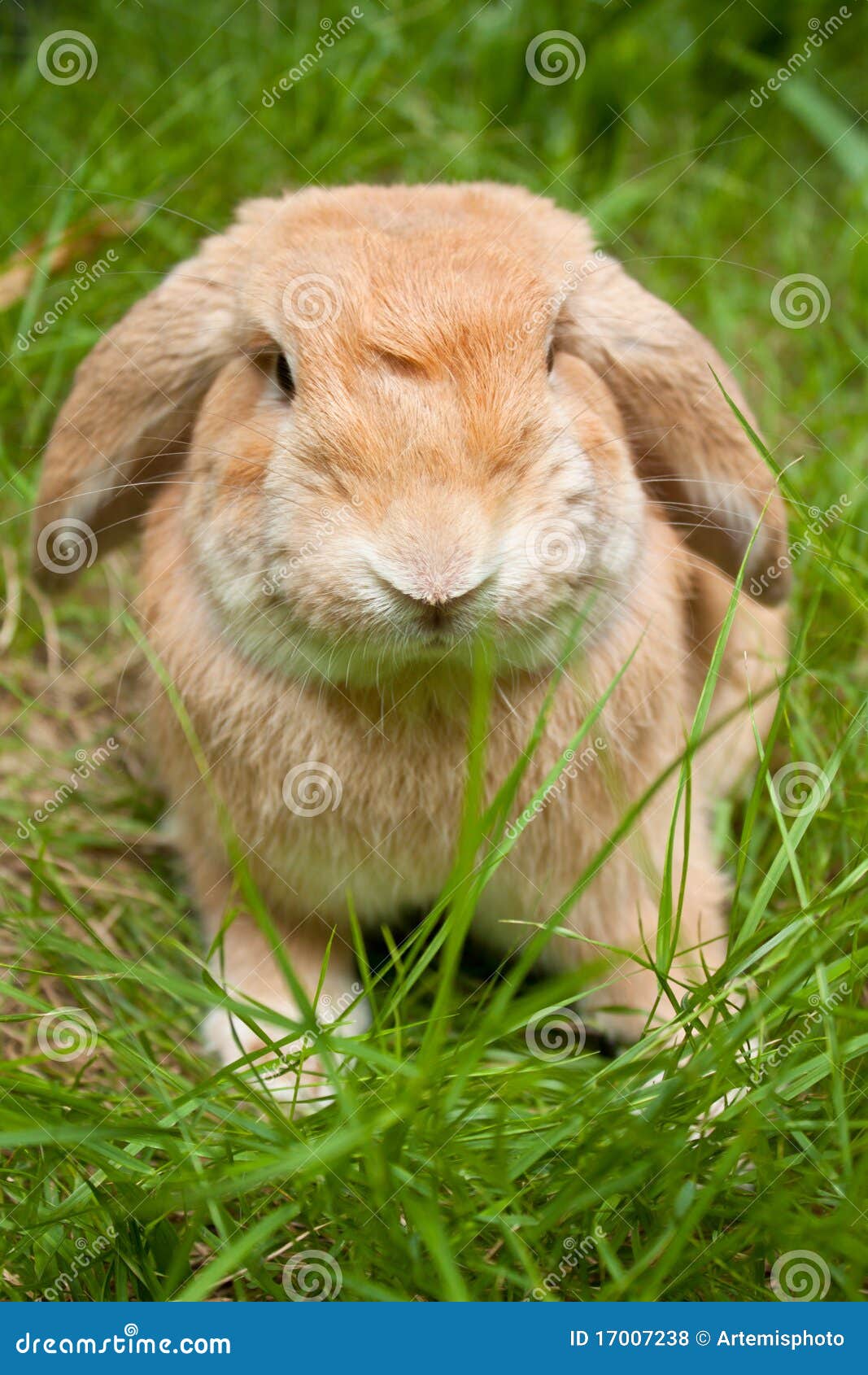 Rabbit on grass stock photo. Image of farm, green, holiday - 17007238