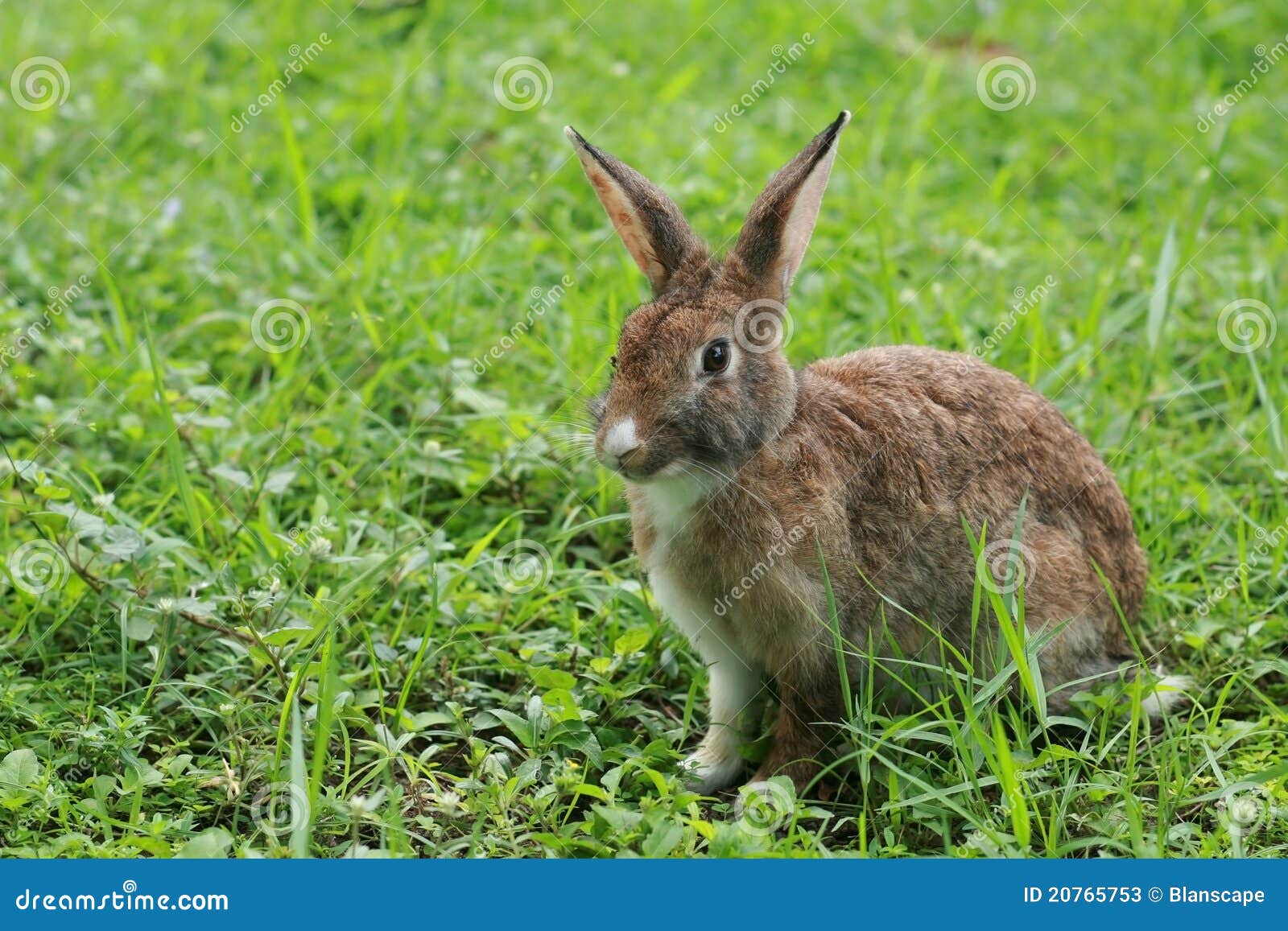 Rabbit on the grass stock image. Image of beauty, white - 20765753