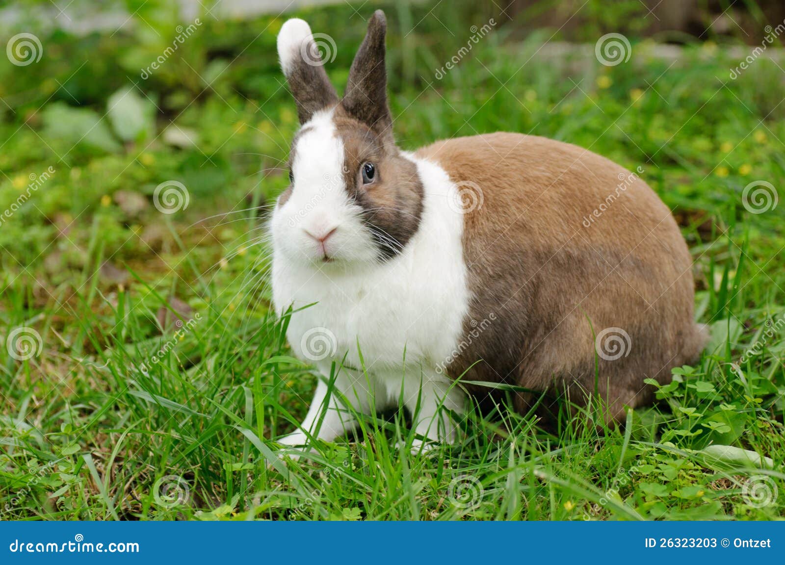 Rabbit on the grass stock image. Image of grass, bunny - 26323203