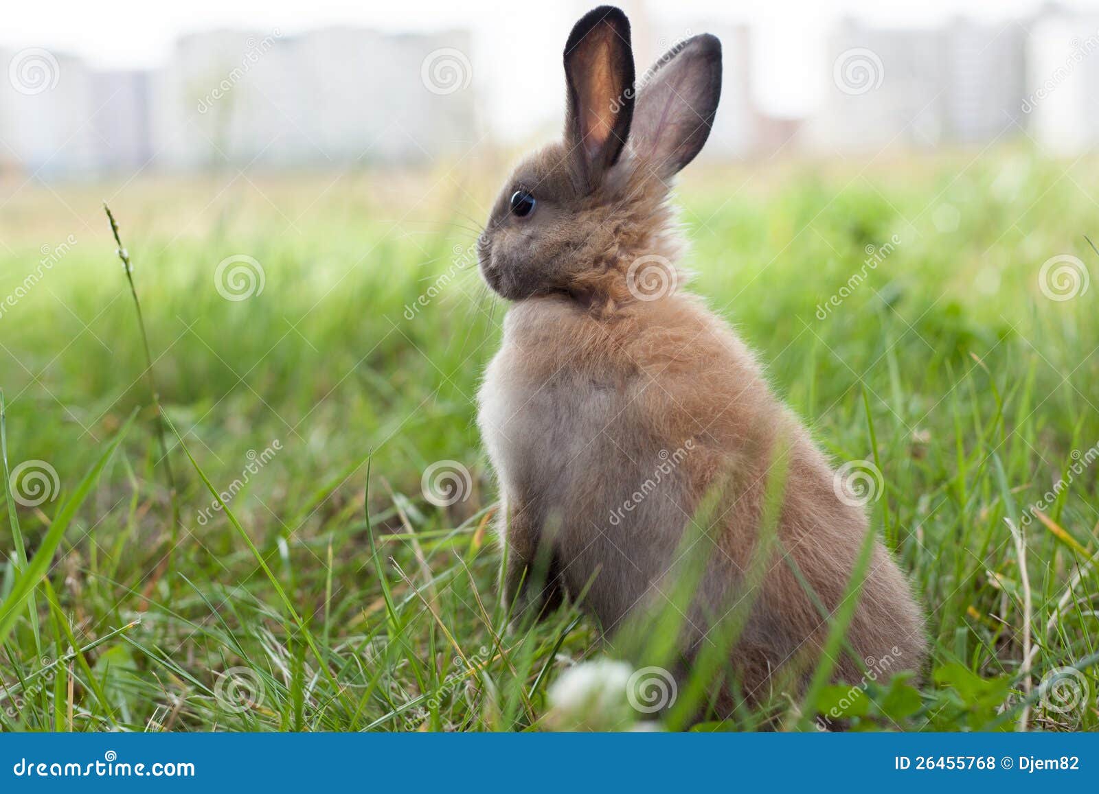 Rabbit in grass. stock photo. Image of gray, fauna, easter - 26455768