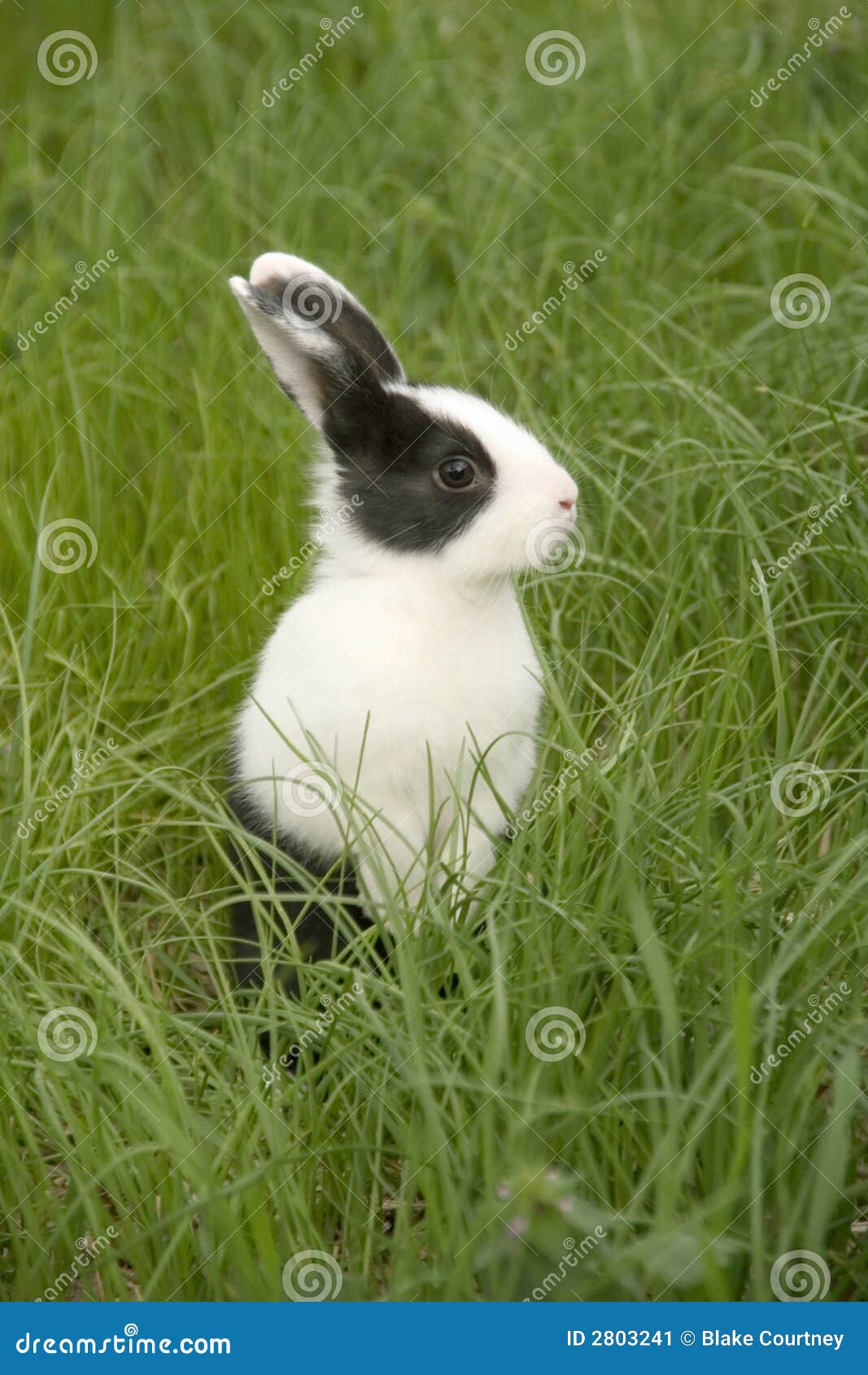 Rabbit in the grass stock image. Image of bunny, eggs - 2803241