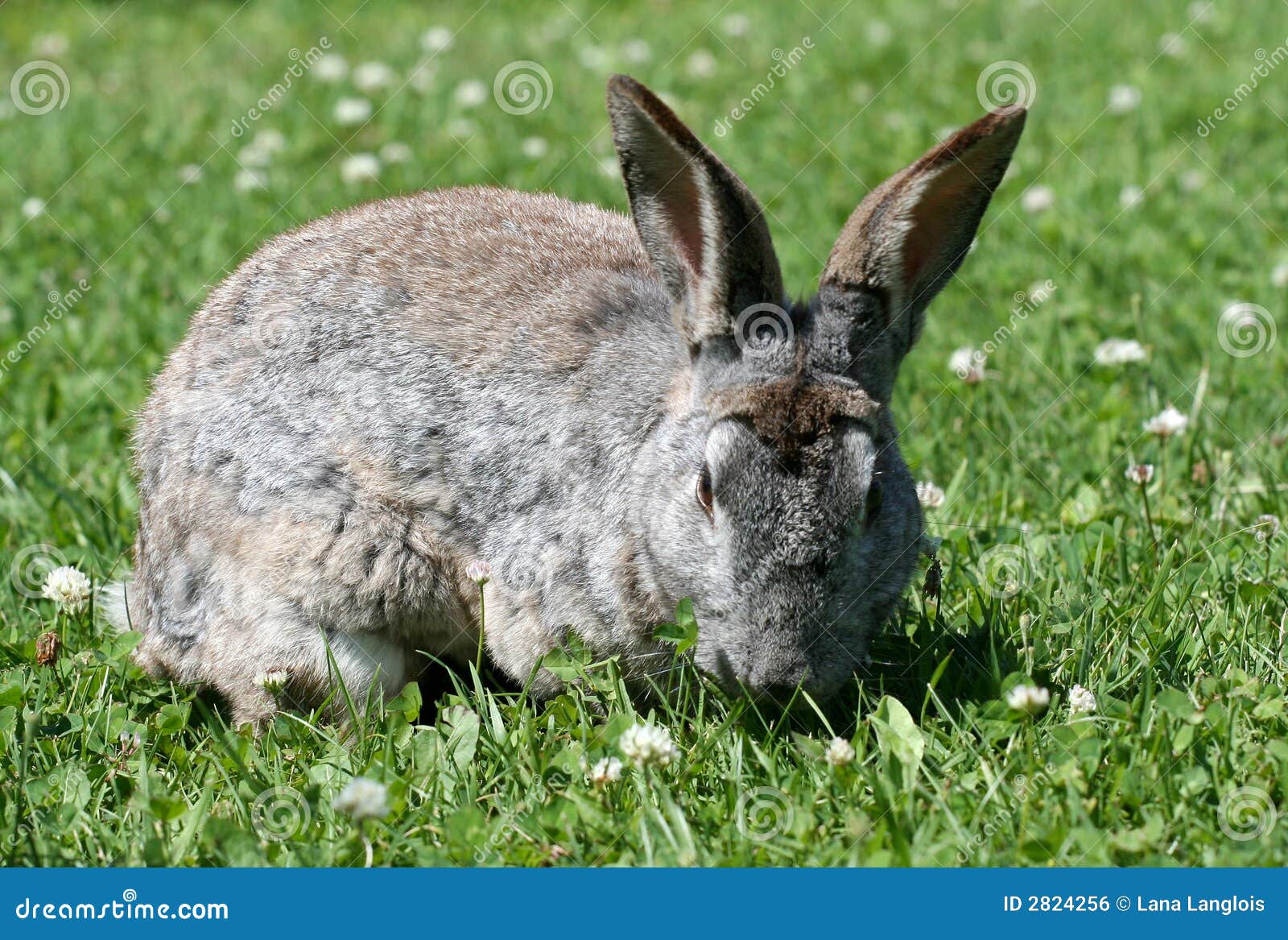 Rabbit in grass stock photo. Image of furry, clovers, grass - 2824256