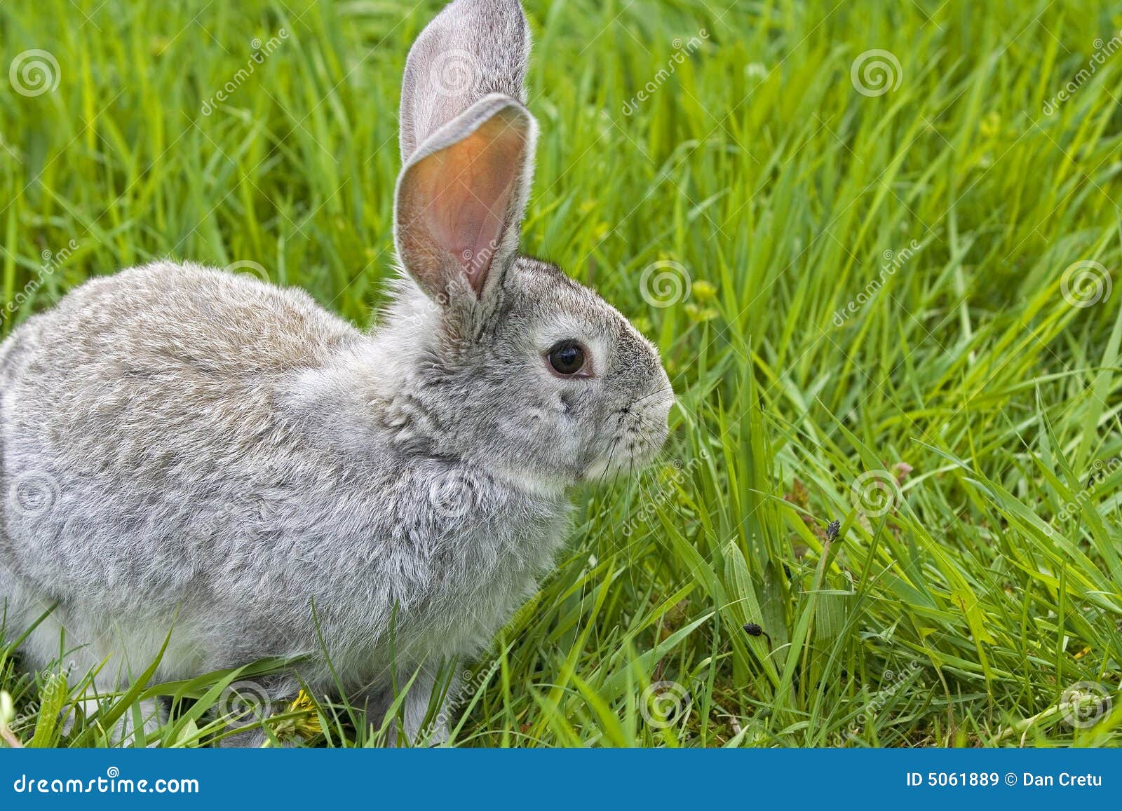 Rabbit in grass stock image. Image of ears, domestic, playful - 5061889