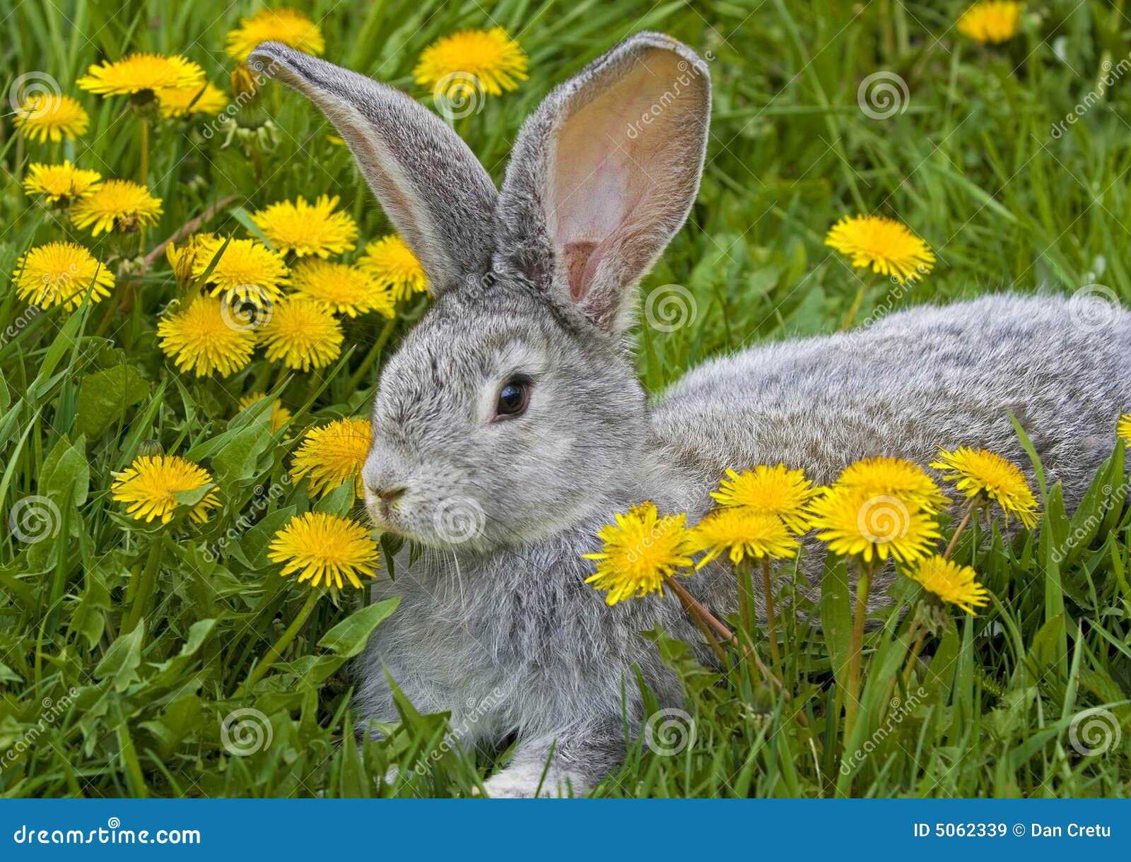 Rabbit in grass stock image. Image of bunny, mammal, easter - 5062339
