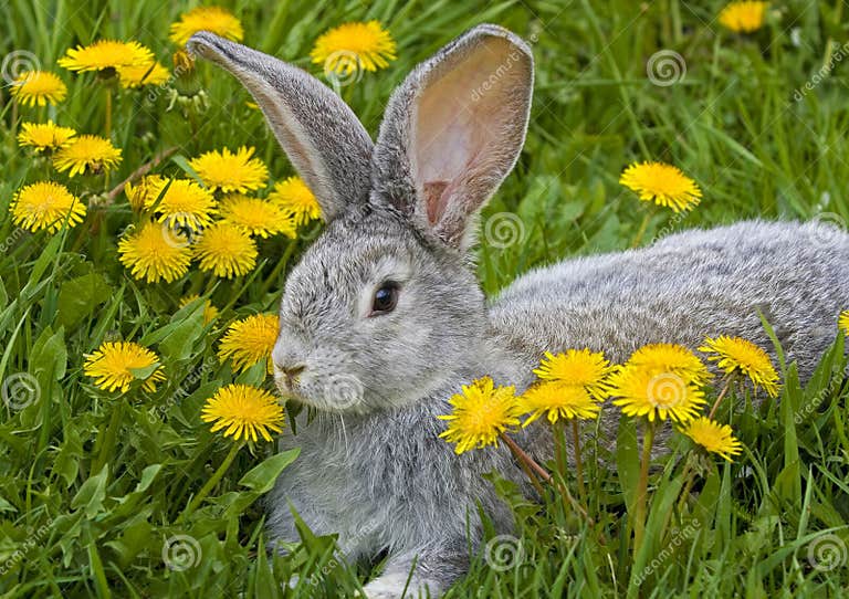 Rabbit in grass stock image. Image of bunny, mammal, easter - 5062339