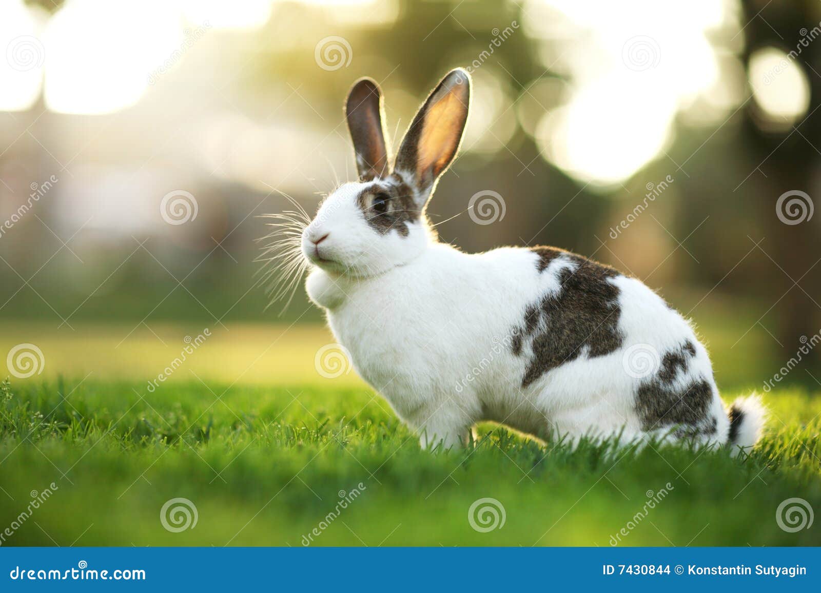 Rabbit on grass stock photo. Image of nature, close, grass - 7430844