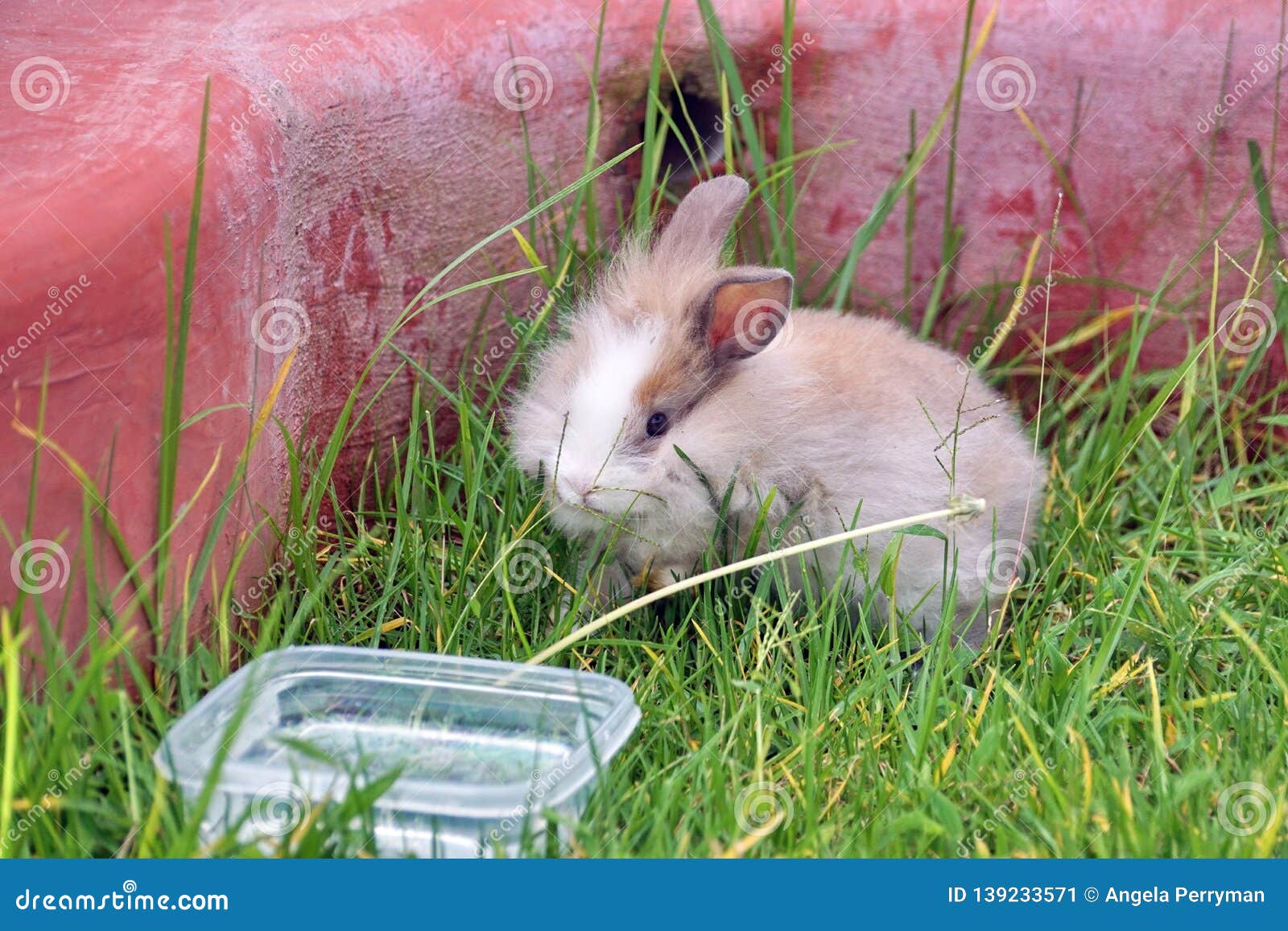 Rabbit in the grass stock image. Image of bunny, young - 139233571
