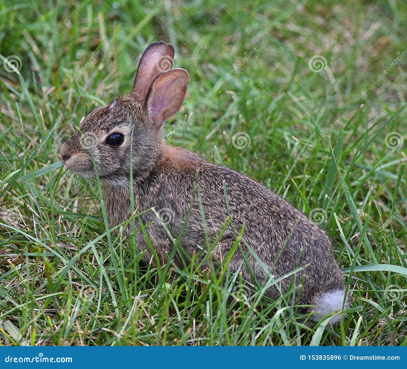Rabbit in the Grass stock photo. Image of rabbit, grass - 153835896