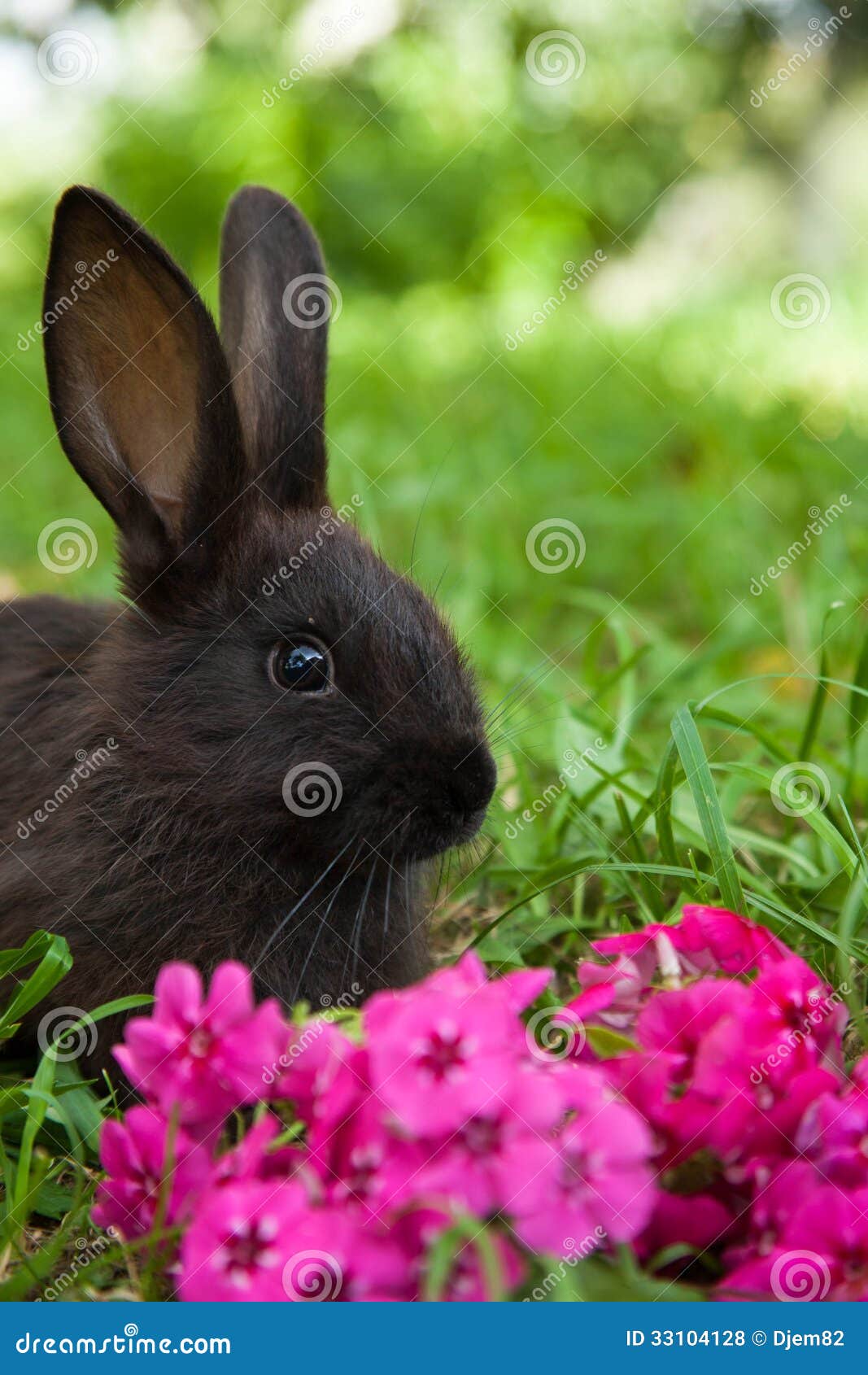 Rabbit on the grass stock photo. Image of furry, grey - 33104128