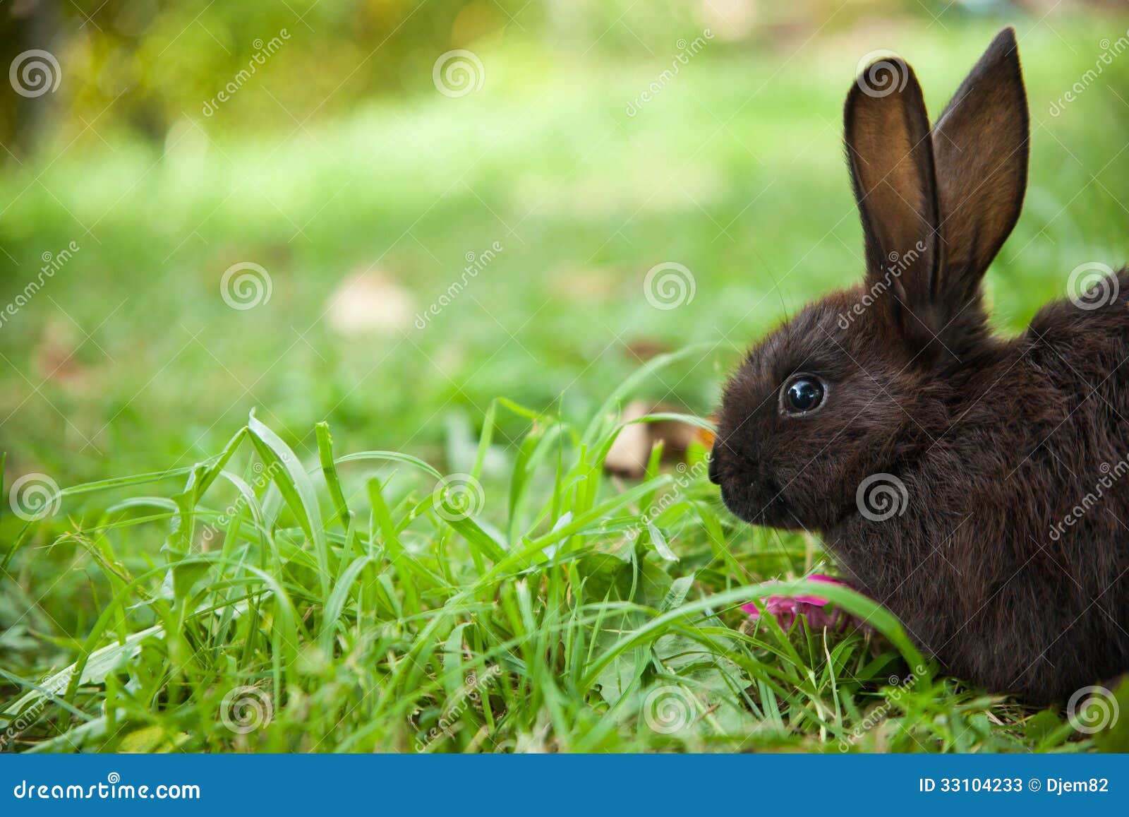 Rabbit on the grass stock image. Image of ears, hare - 33104233