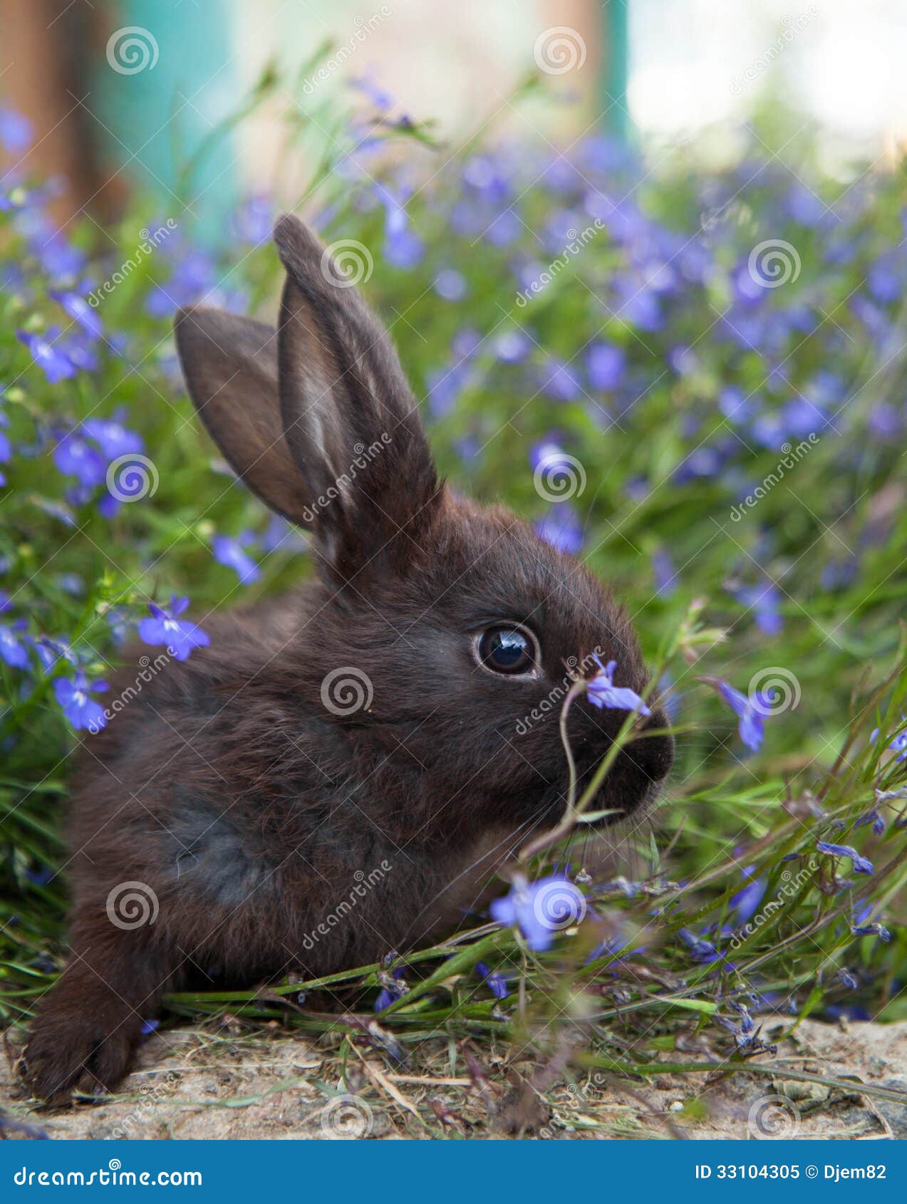 Rabbit on the grass stock image. Image of fauna, mammal - 33104305