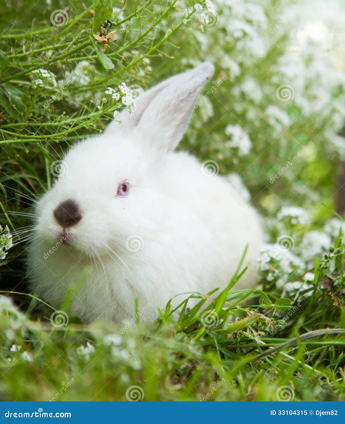 Rabbit on the grass stock image. Image of lepus, breed - 33104315