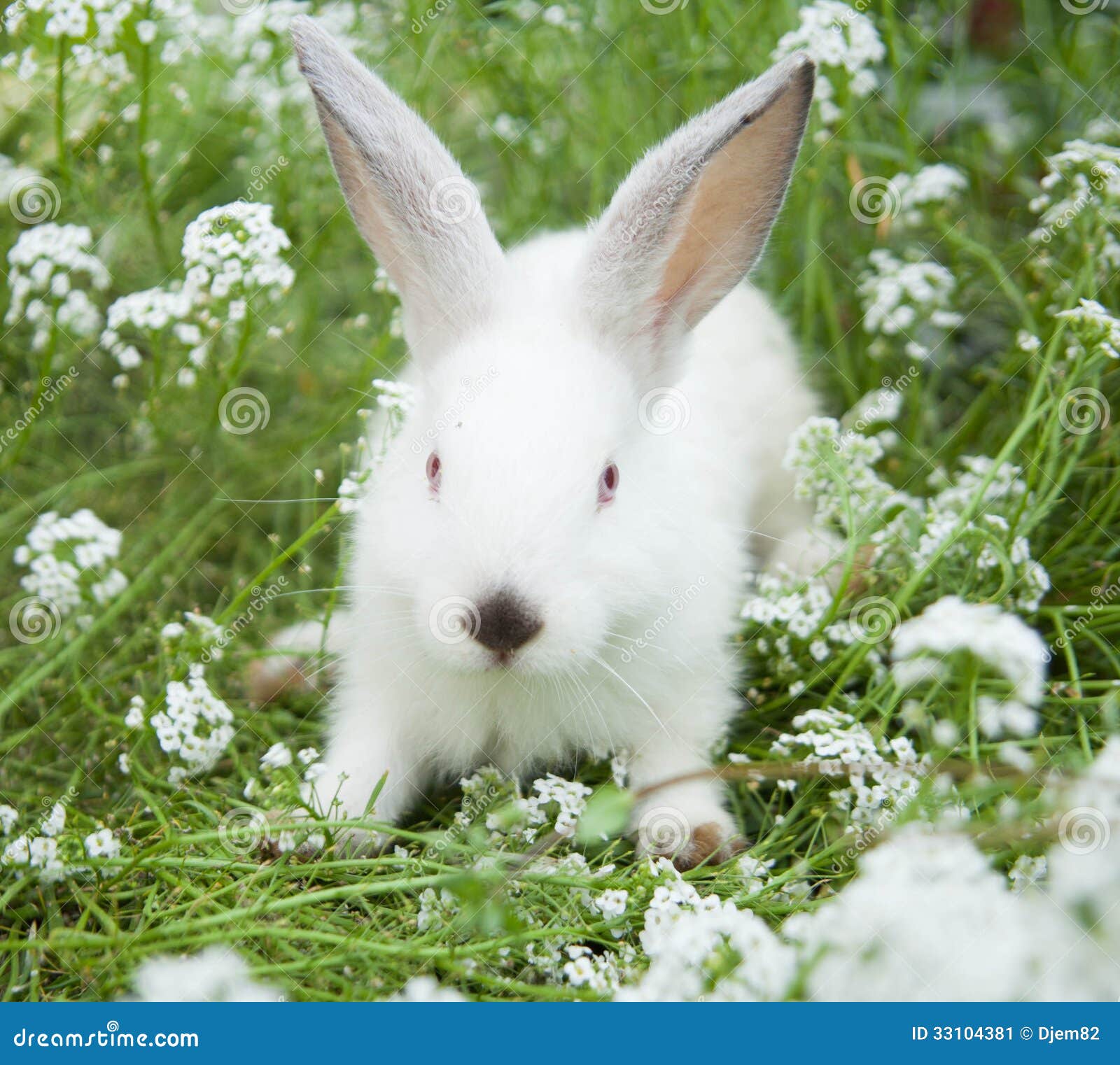 Rabbit on the grass stock image. Image of curious, breed - 33104381
