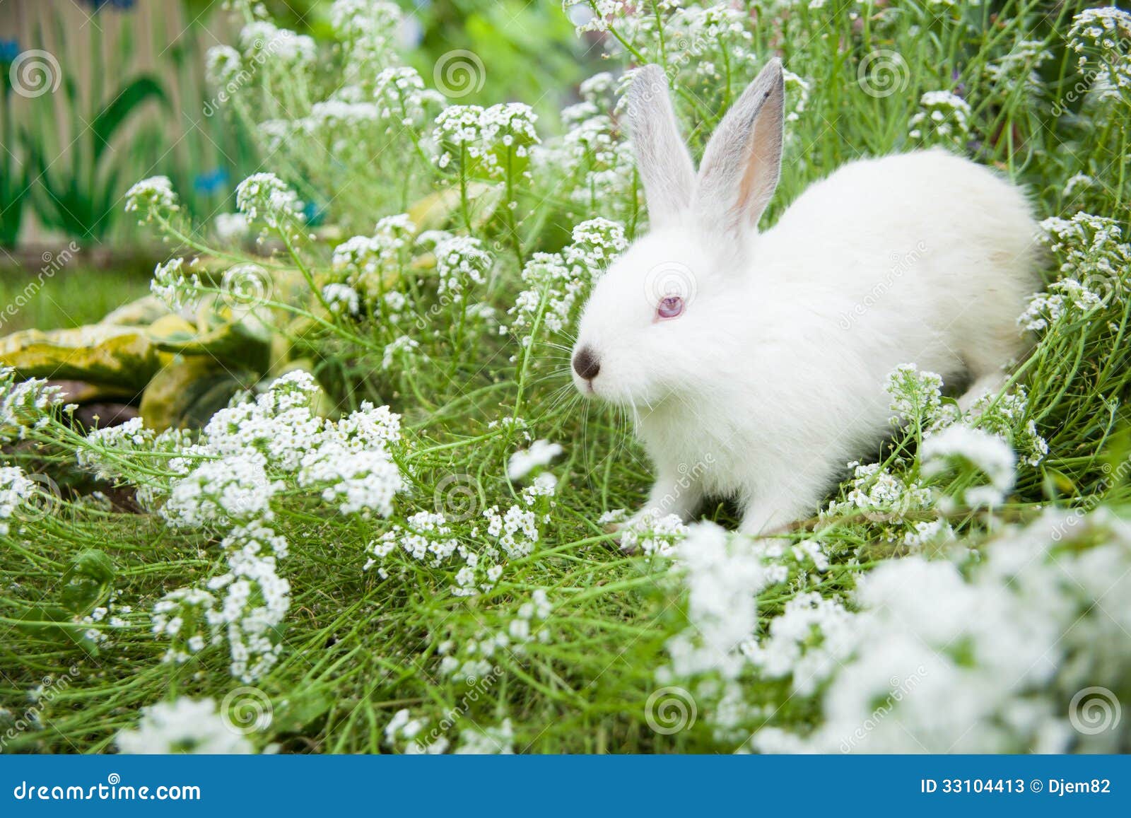 Rabbit on the grass stock image. Image of muzzle, grass - 33104413