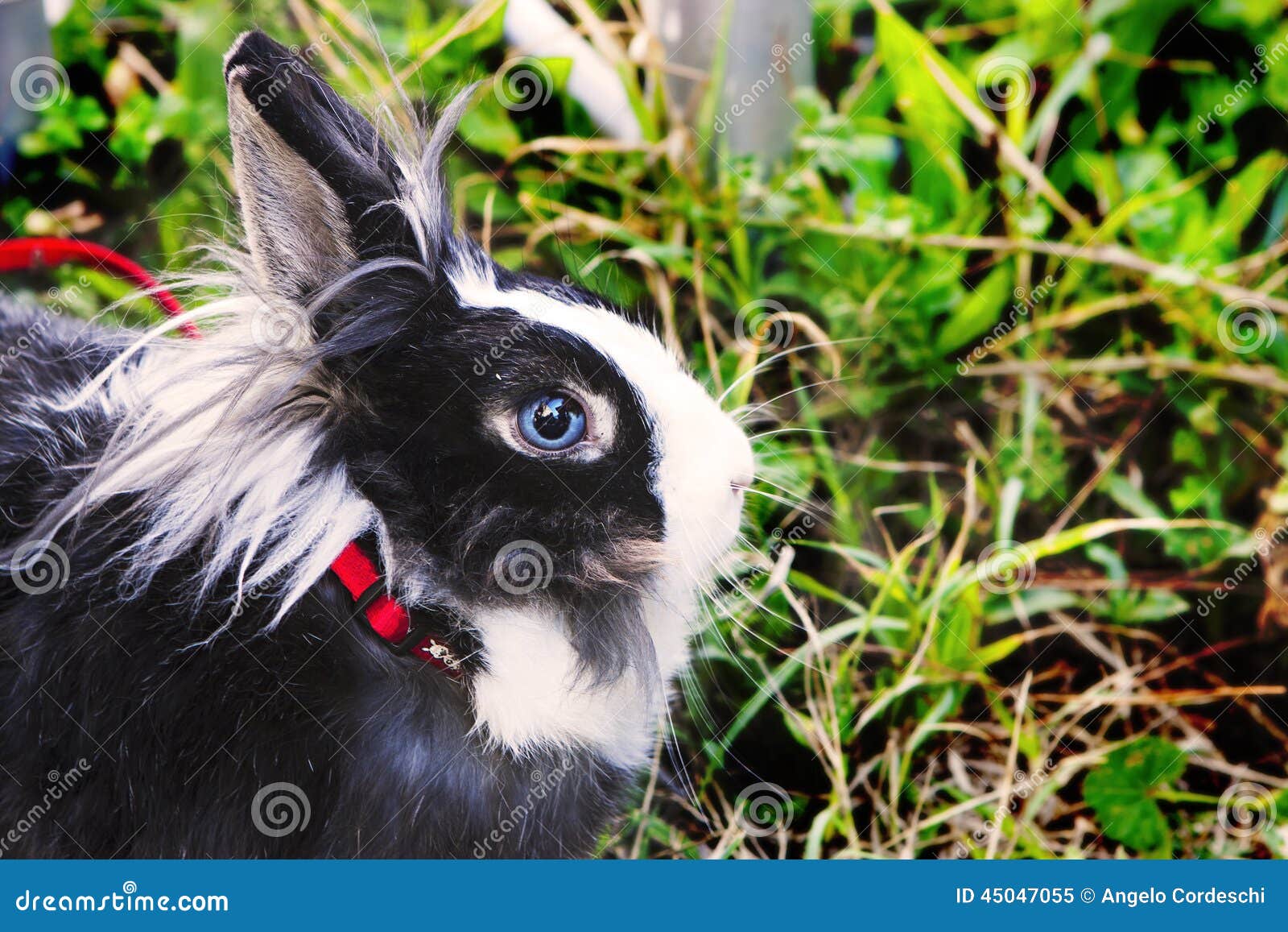 Rabbit on the Grass. Bunny. Stock Image - Image of friends, bunnies ...