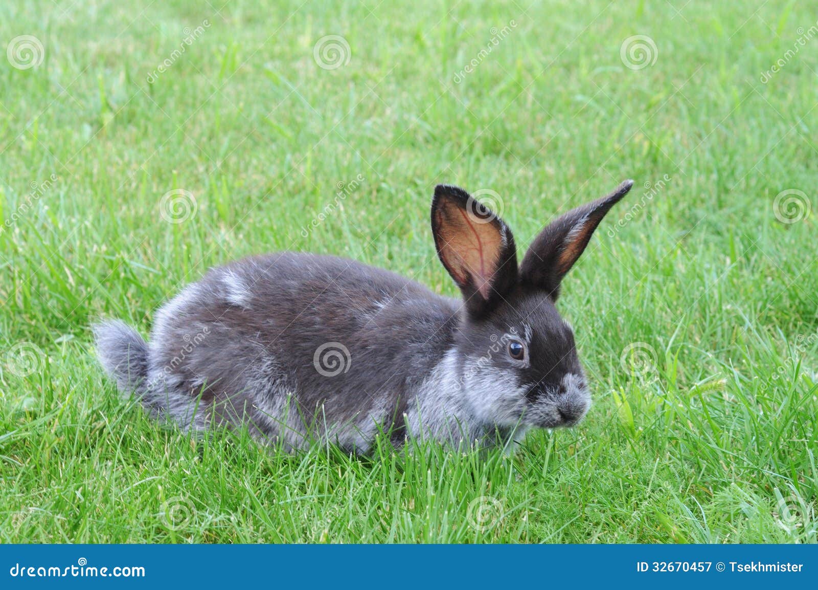Rabbit in grass stock image. Image of wildlife, closeup - 32670457