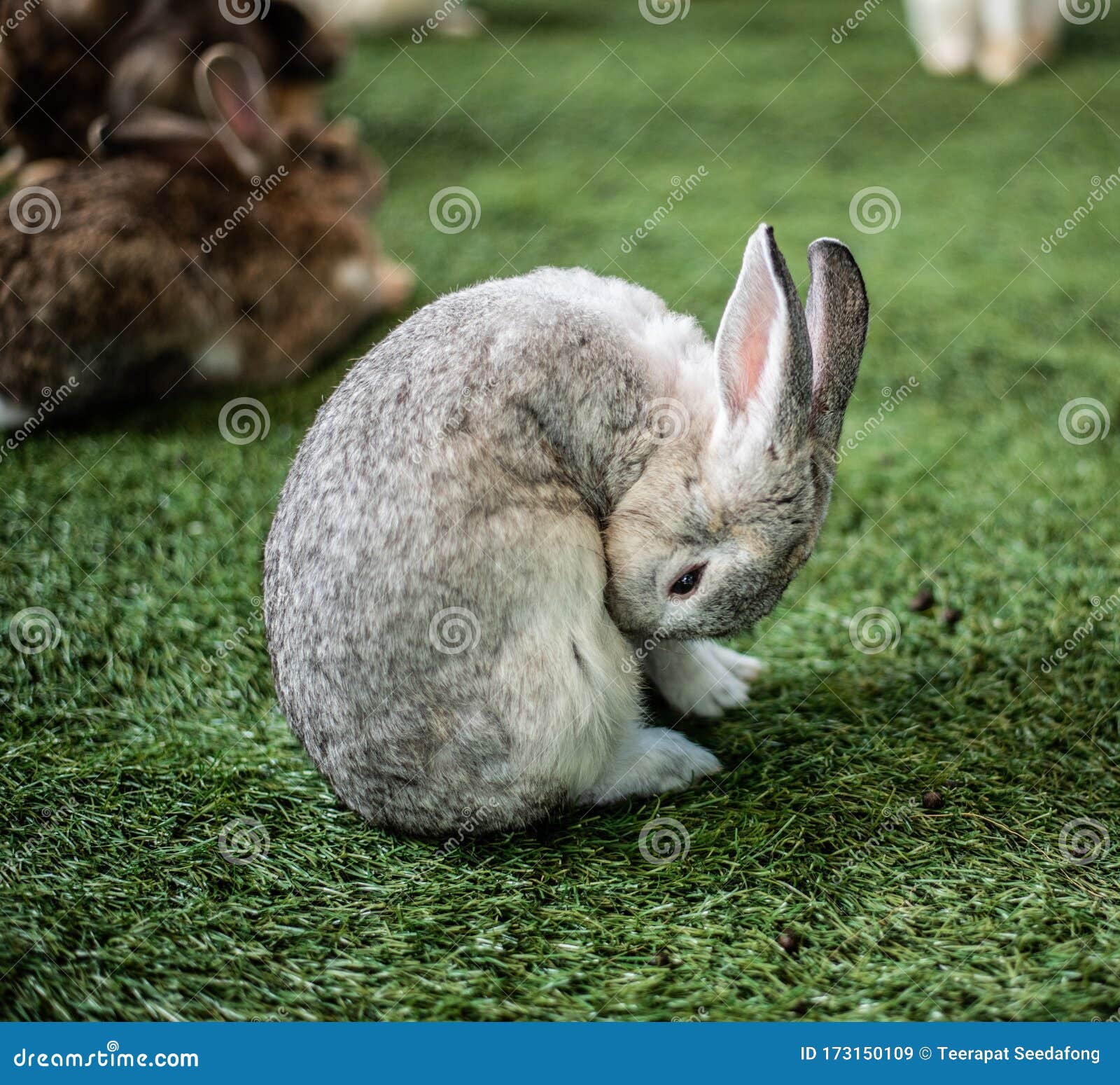 Rabbit on Grass Field Spring Stock Image - Image of furry, easter ...