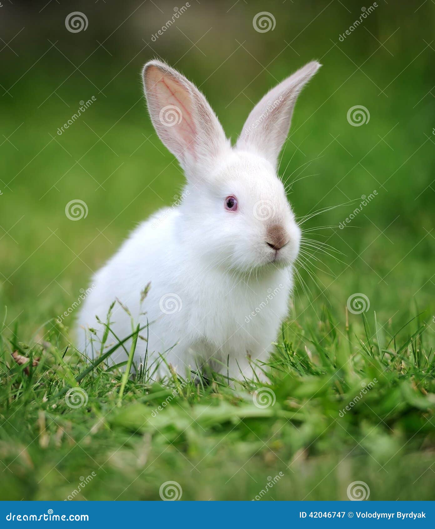 Rabbit in the grass stock image. Image of bunny, lagomorphs - 42046747