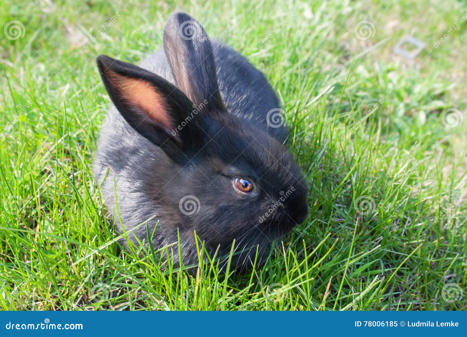 Rabbit in grass. stock image. Image of baby, bunny, grassland - 78006185